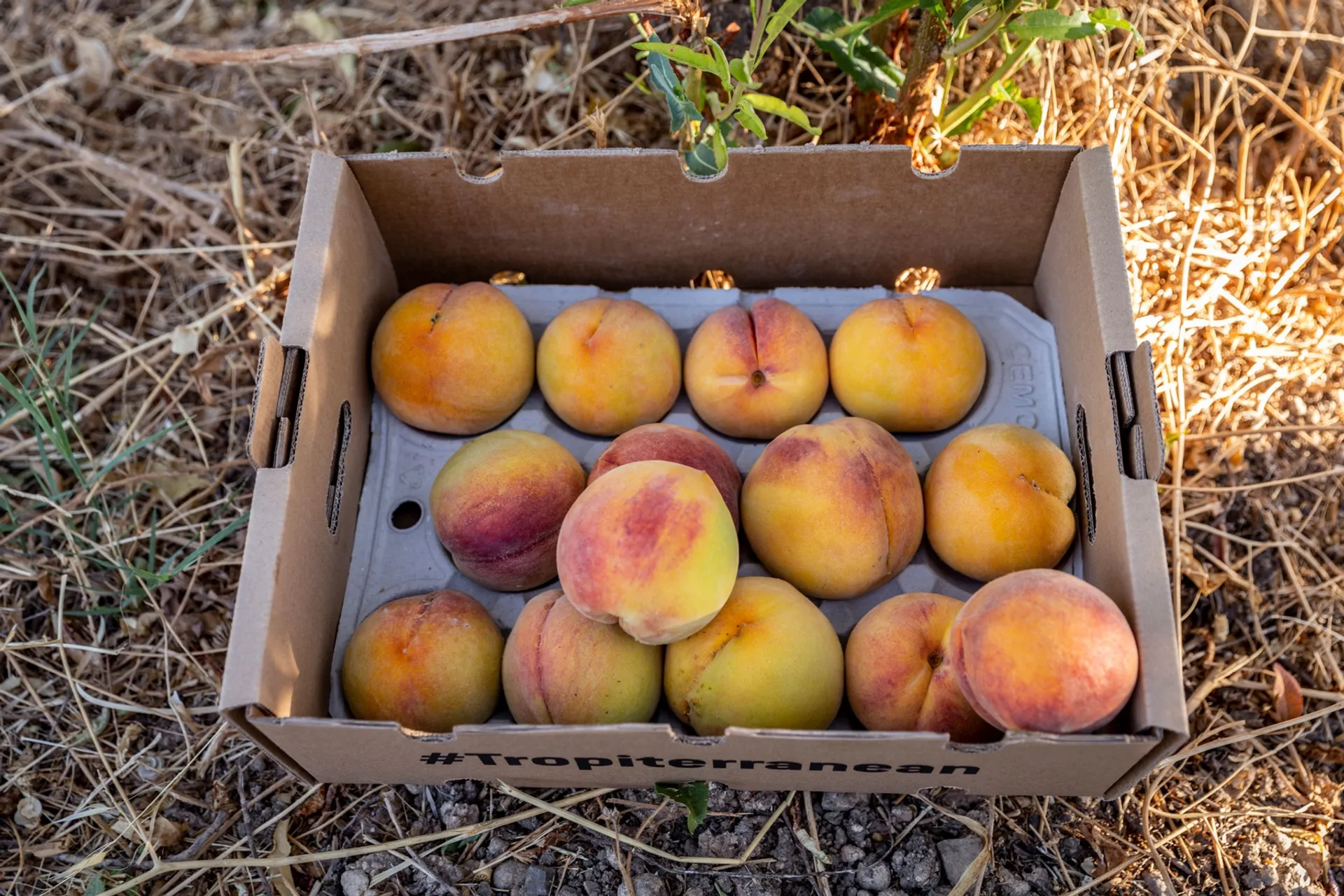 Peaches van El Bosque del Batán, Spanje | CrowdFarming: groenten en ...