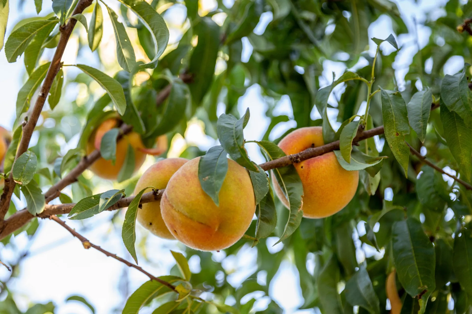 Peaches van El Bosque del Batán, Spanje | CrowdFarming: groenten en ...