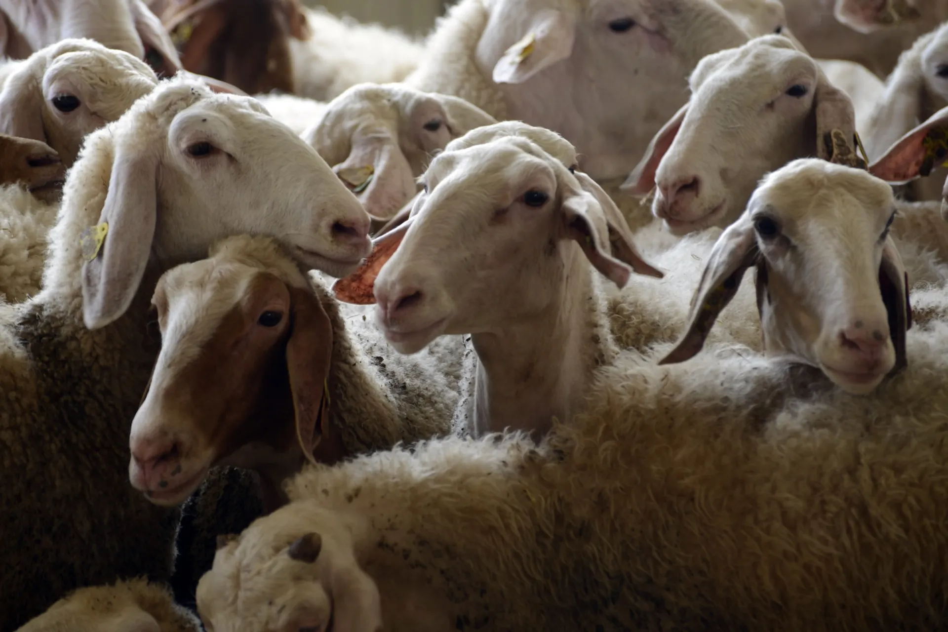 sheep cheese from Marqués de Mendiola, Spain |CrowdFarming: fresh from ...