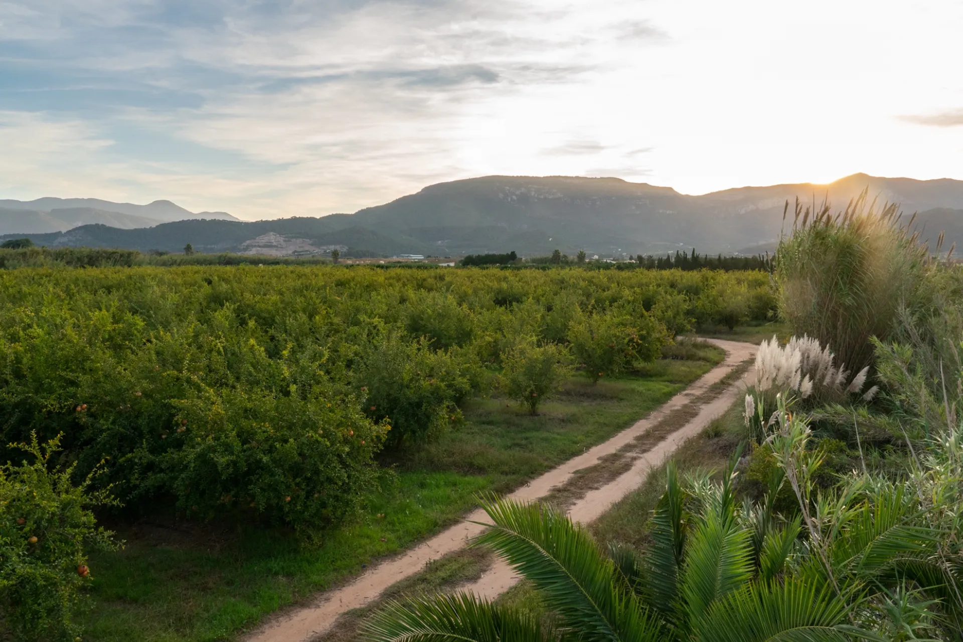 Pomegranate juice from Finca Isla Rubí, Spain | CrowdFarming: farm ...