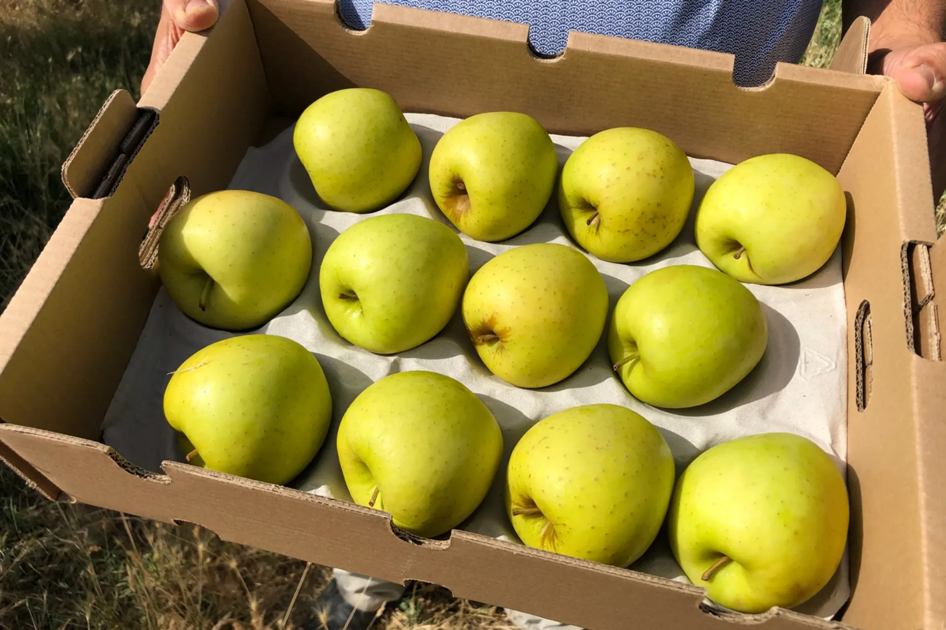 Apples från Know Jou Bio, Spanien | CrowdFarming: färsk frukt och ...