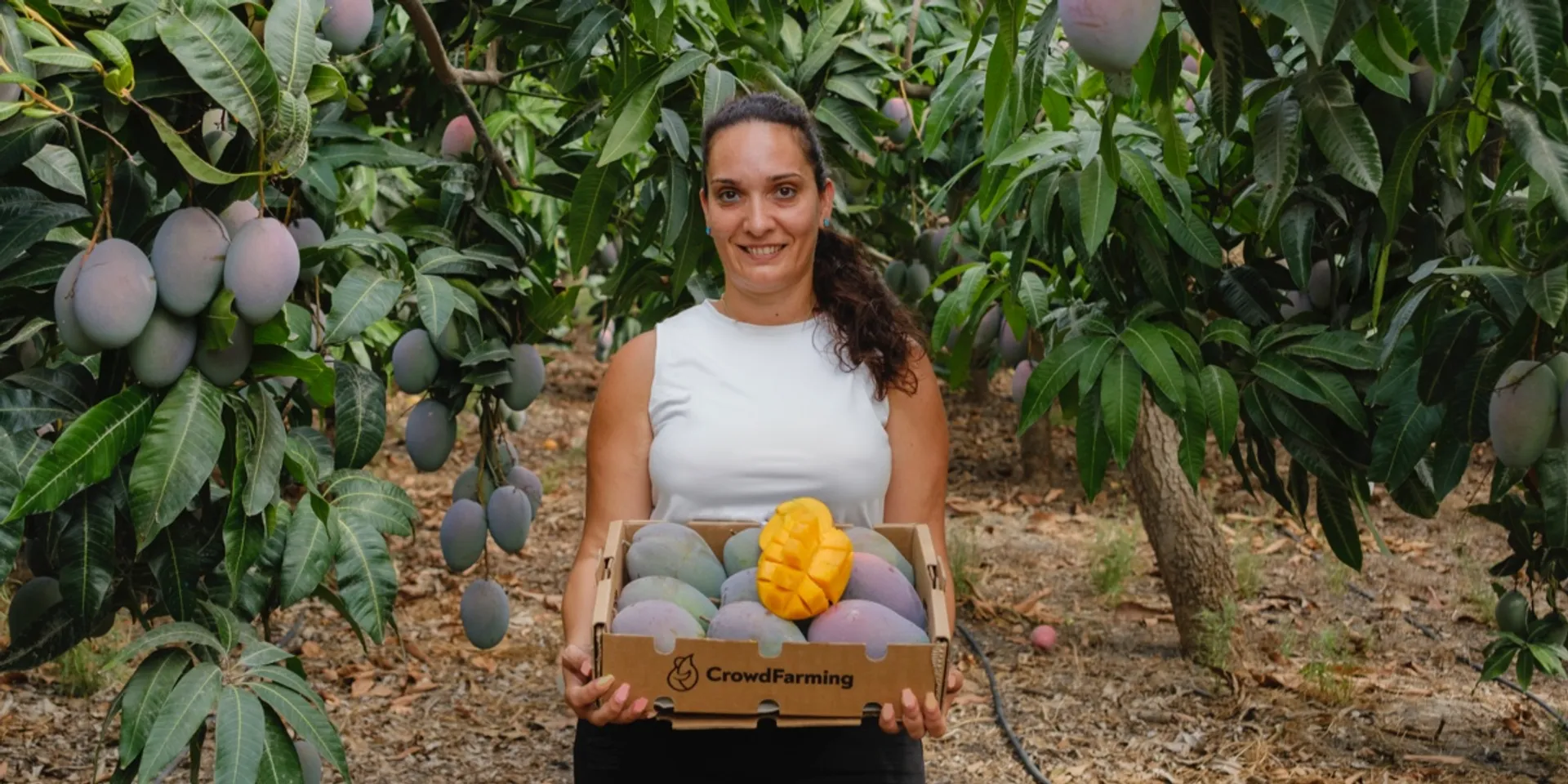Bio-Mangos de Loma del Gato, Espagne | CrowdFarming: adoptez un manguier