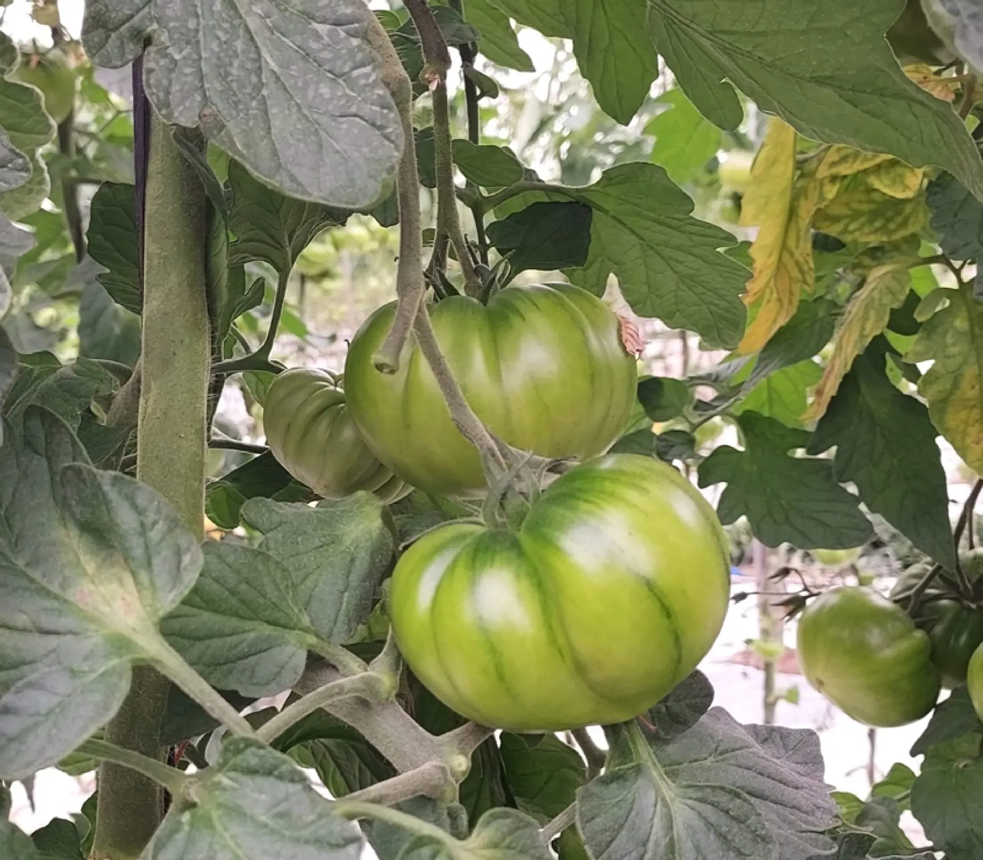 Tomates BIO de El Marjal, Espagne | CrowdFarming: adoptez un plant de ...