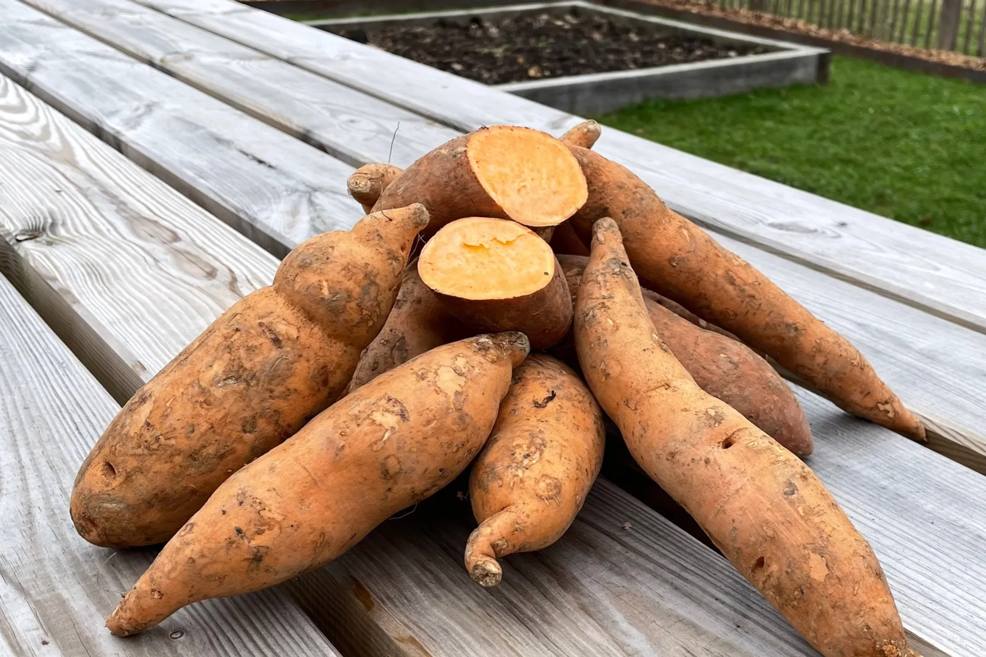 Organic sweet potatoes from La Oizéenne, France|CrowdFarming: fresh ...