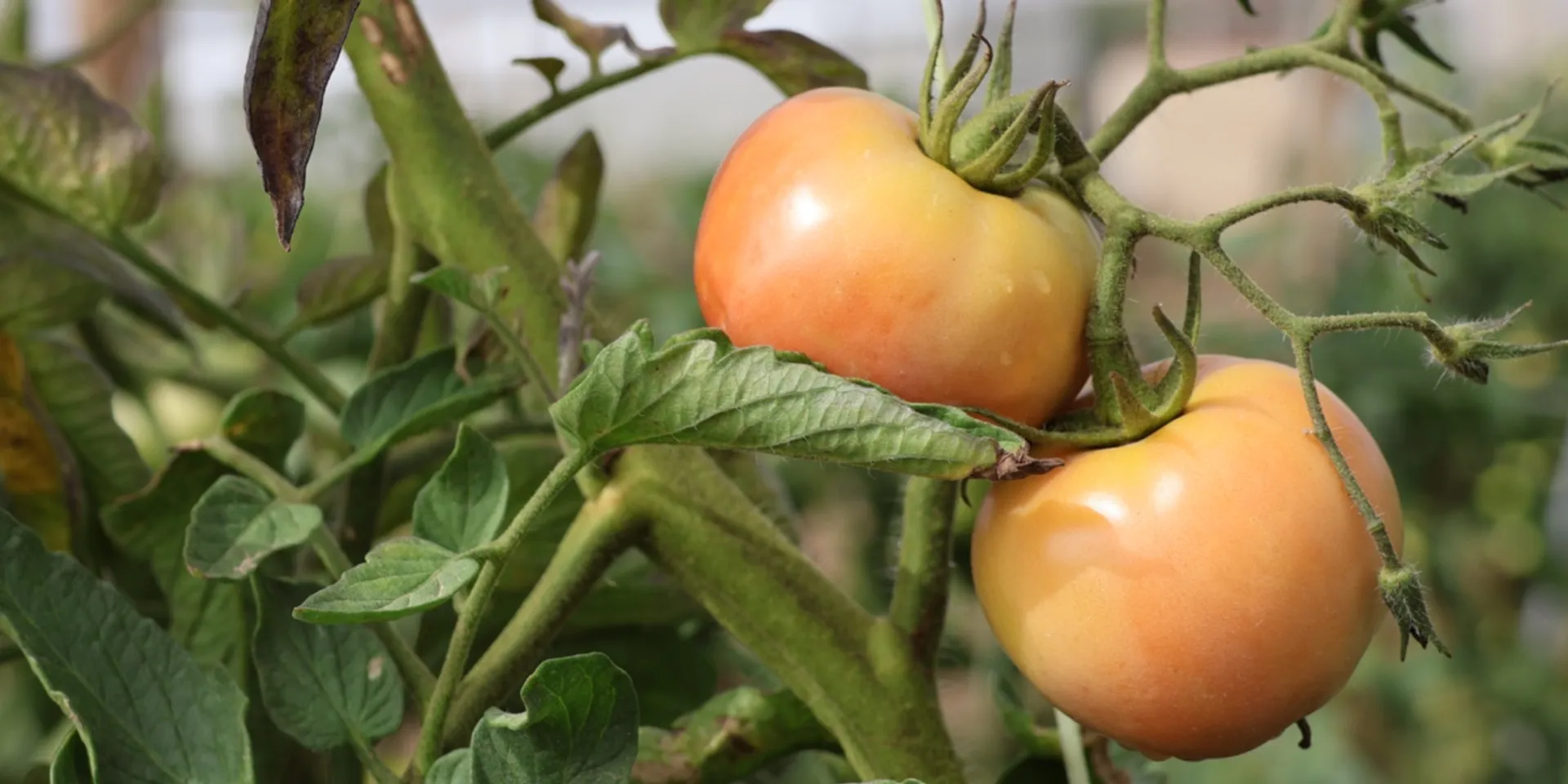 Organic pink tomatoes från Loregar, Spanien | CrowdFarming: adoptera a ...