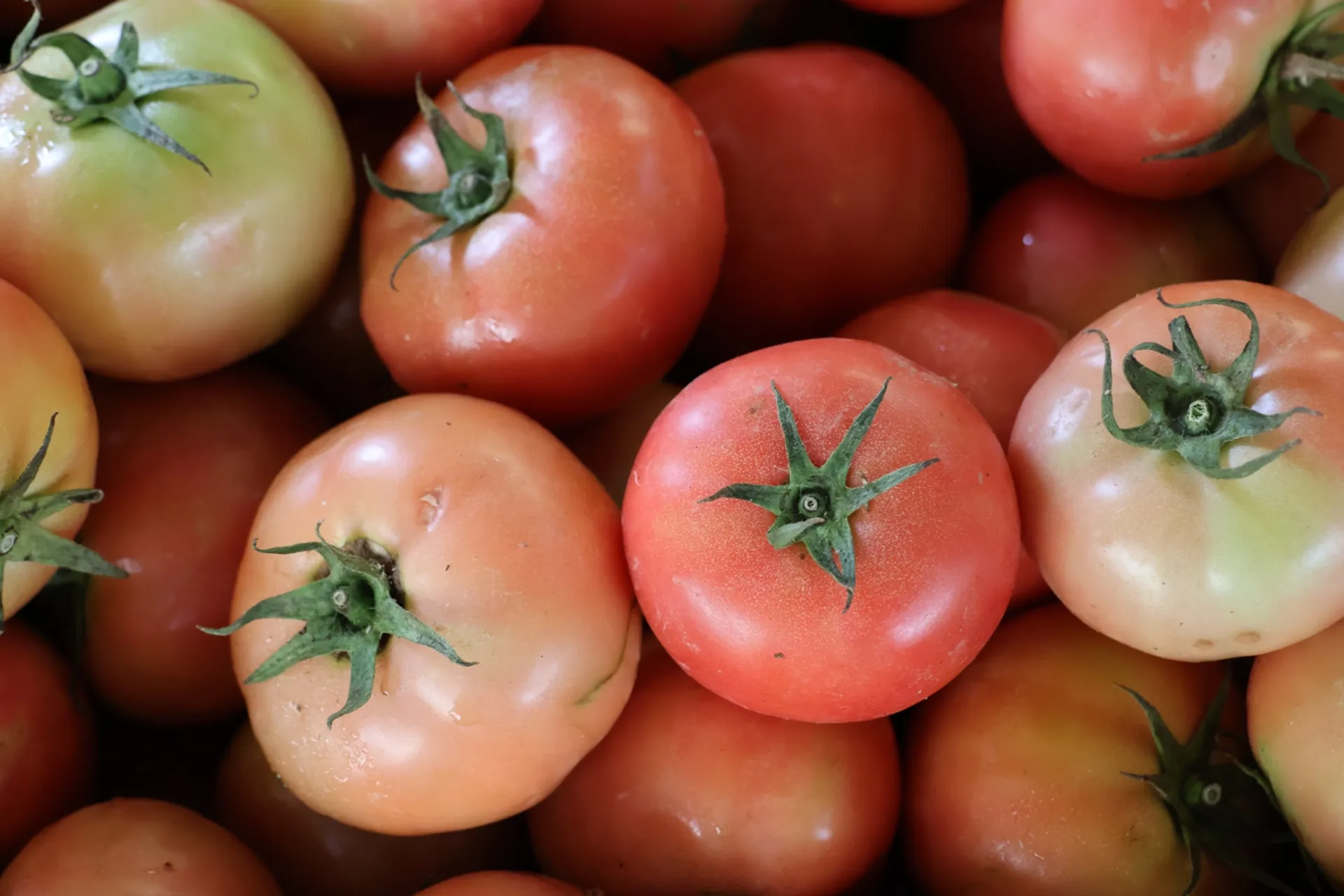 Tomates rosas de Loregar, España | CrowdFarming: fruta y verdura a ...