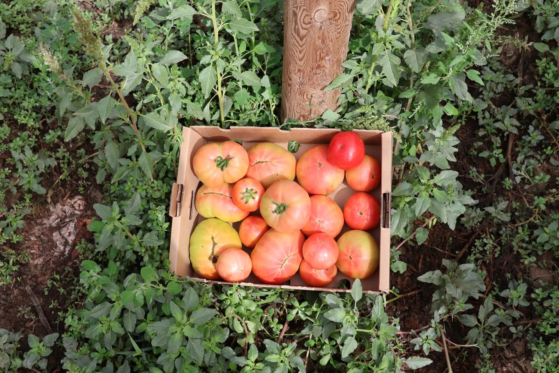 Tomates rosas de Loregar, España | CrowdFarming: fruta y verdura a ...