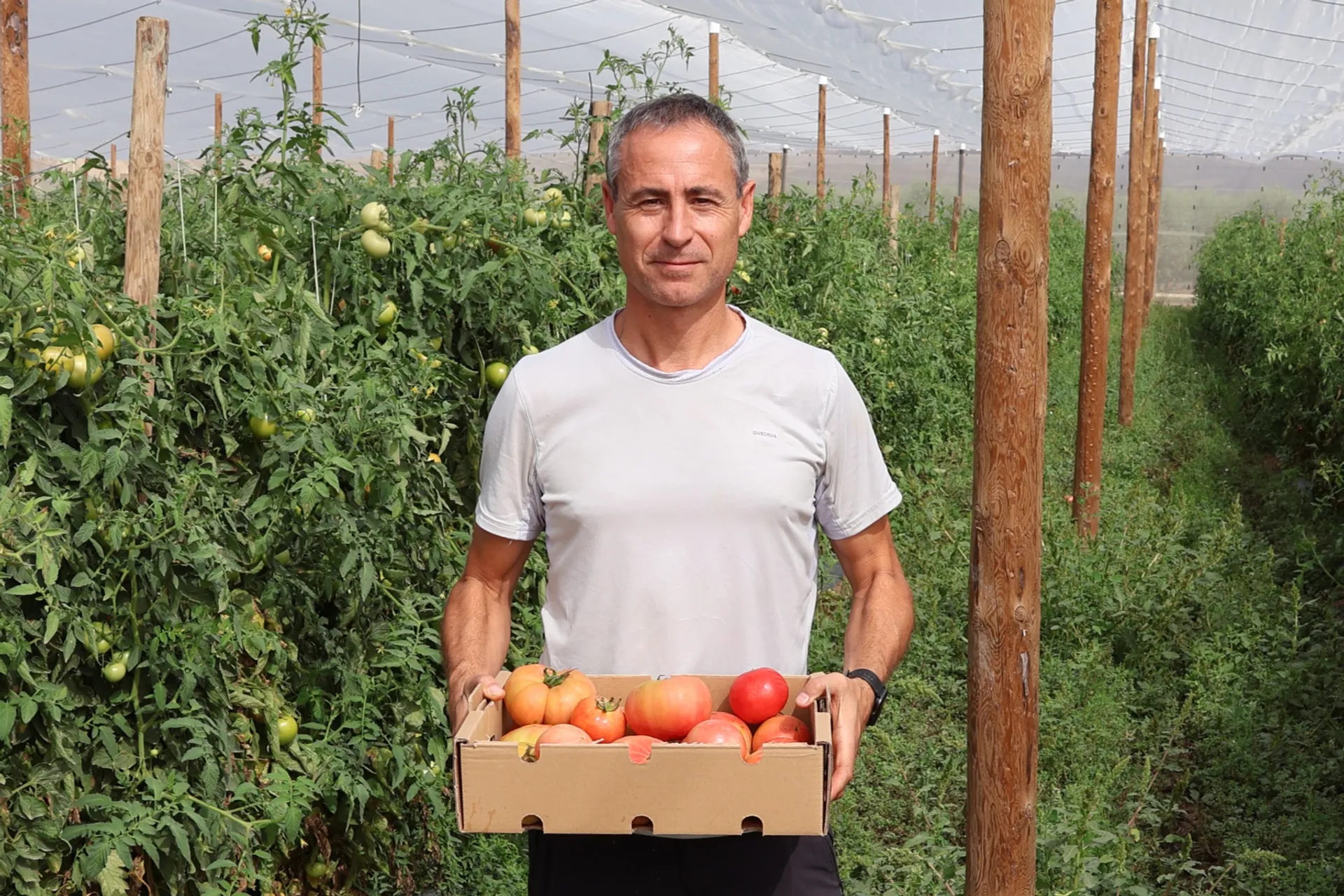 Tomates rosas de Loregar, España | CrowdFarming: fruta y verdura a ...