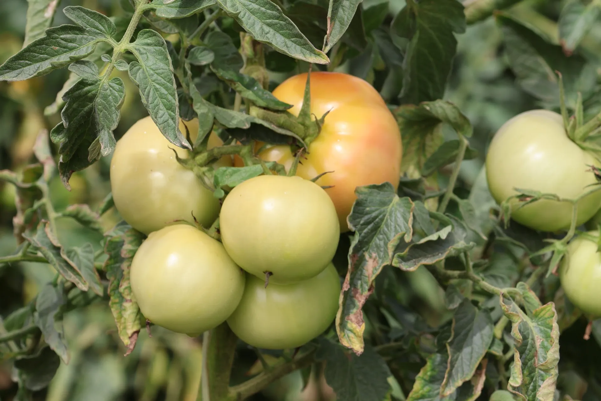 Tomates rosas de Loregar, España | CrowdFarming: fruta y verdura a ...