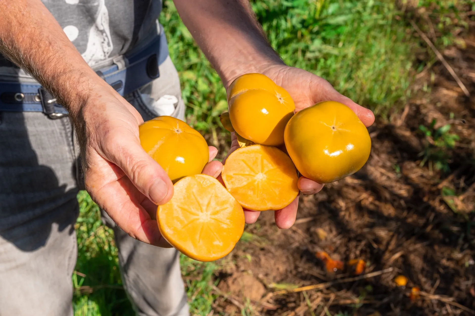 Persimmons from Finca Jelanisol-Montebello, Spain | CrowdFarming: farm ...