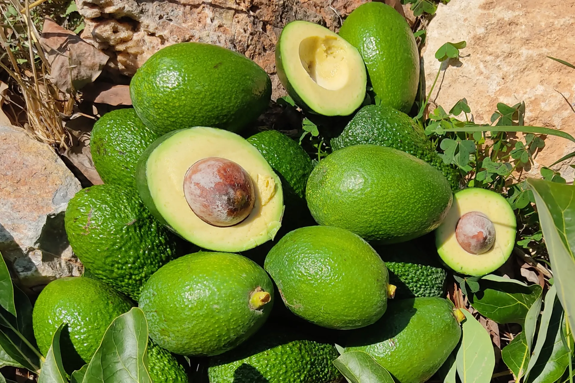 Early avocados from La Reala, Spain | CrowdFarming: farm fresh fruits ...