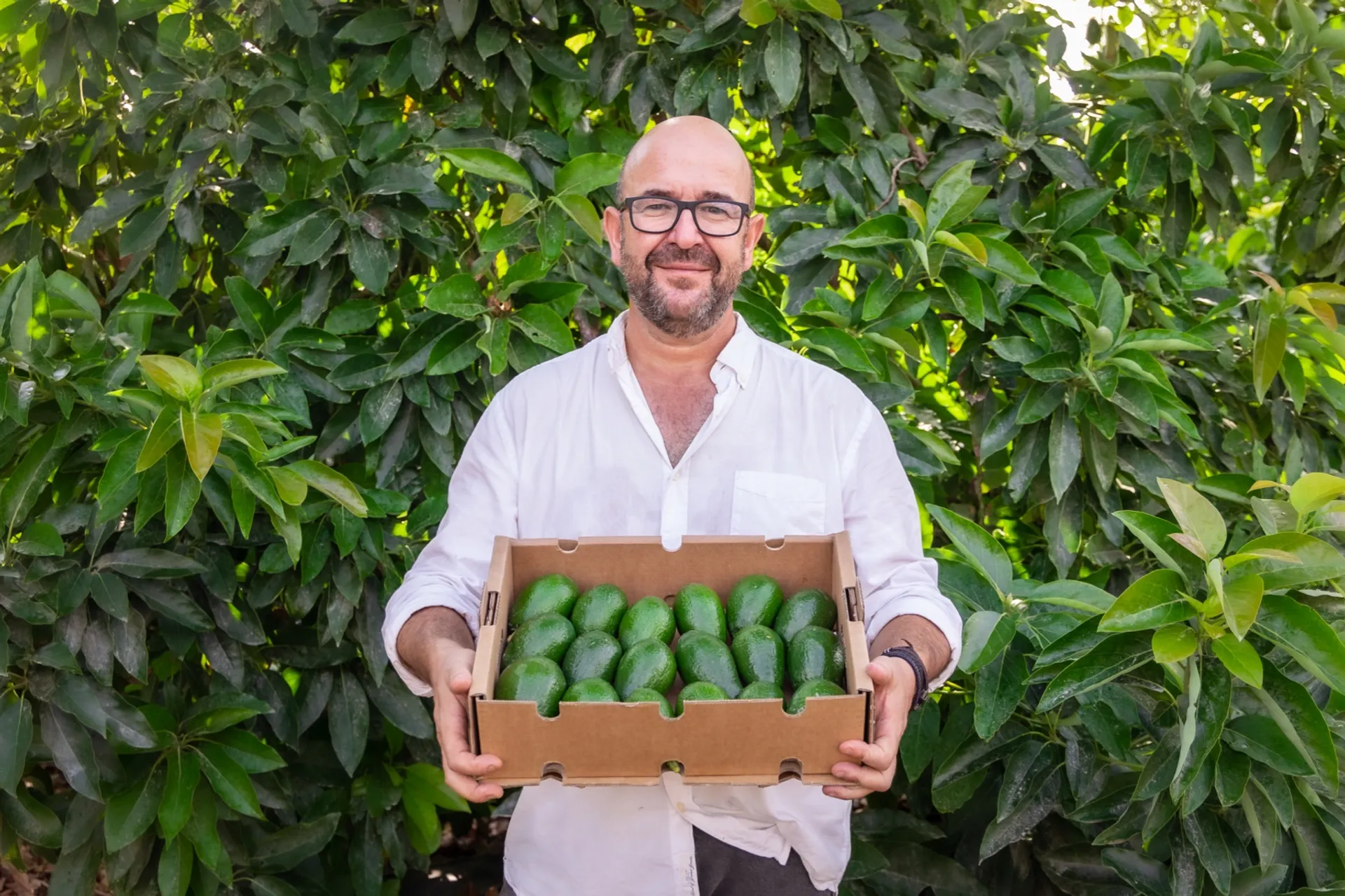 Early avocados from La Reala, Spain | CrowdFarming: farm fresh fruits ...