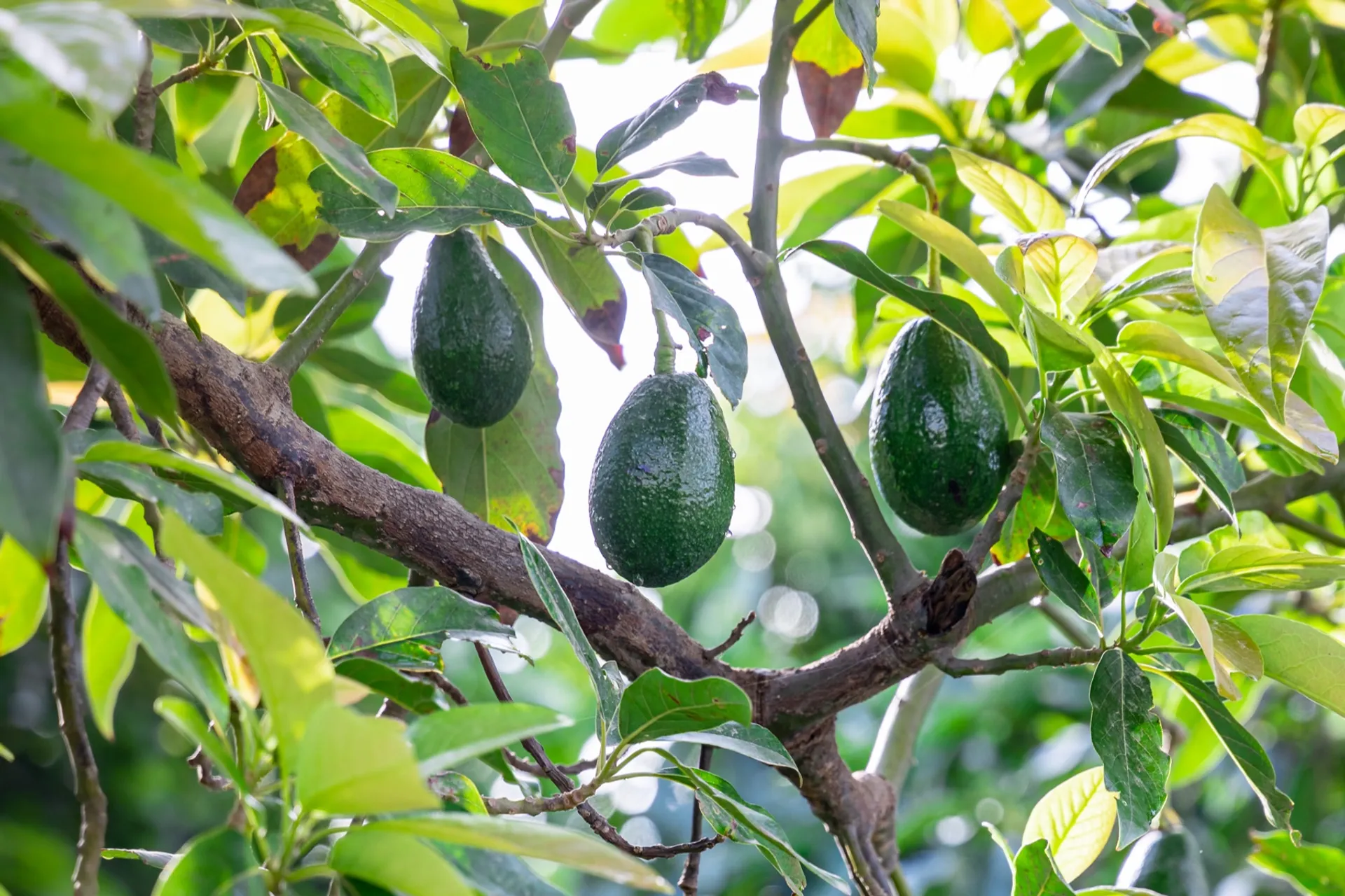 Early avocados from La Reala, Spain | CrowdFarming: farm fresh fruits ...