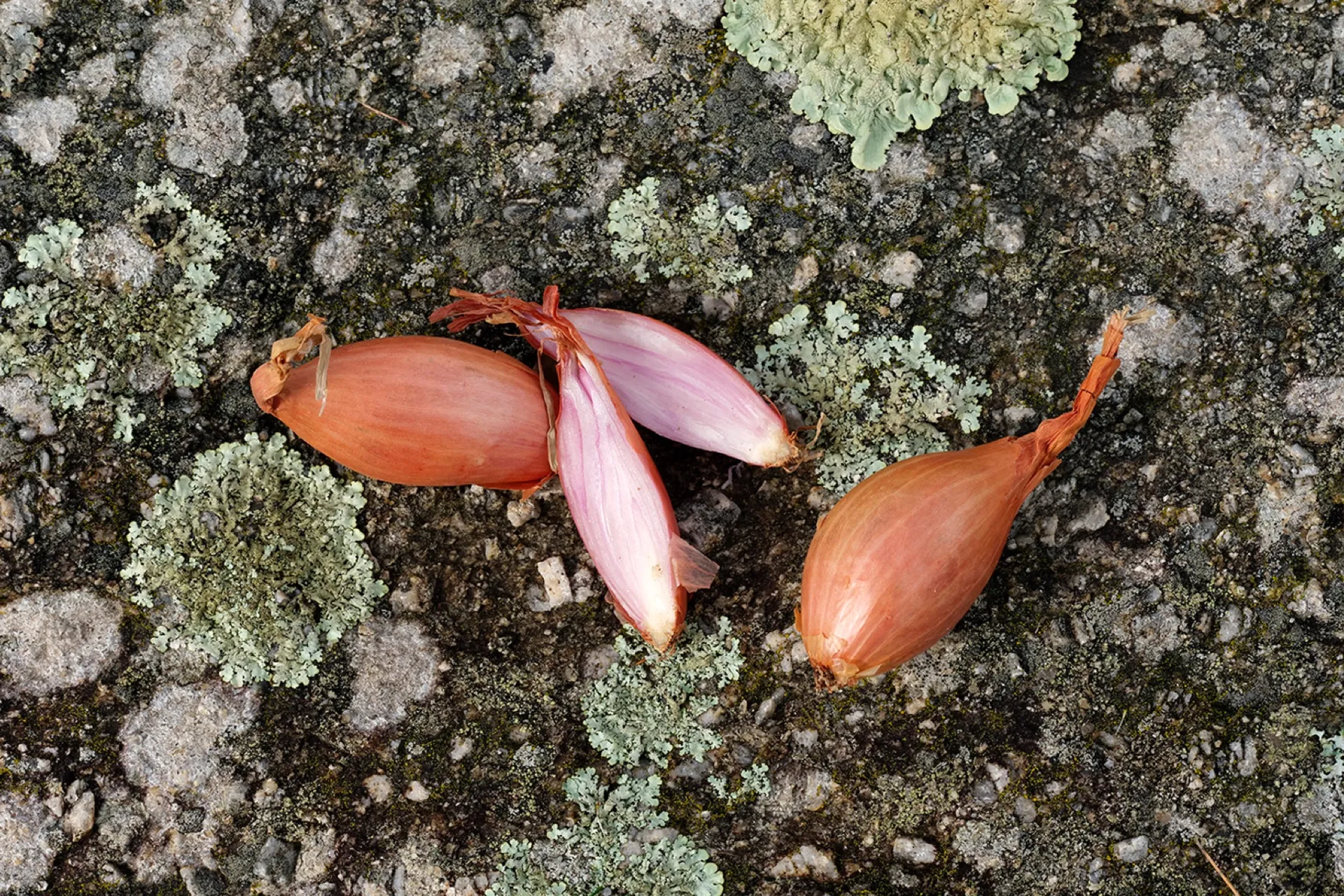 Échalotes traditionnelles de Maison Quemener, France|CrowdFarming ...