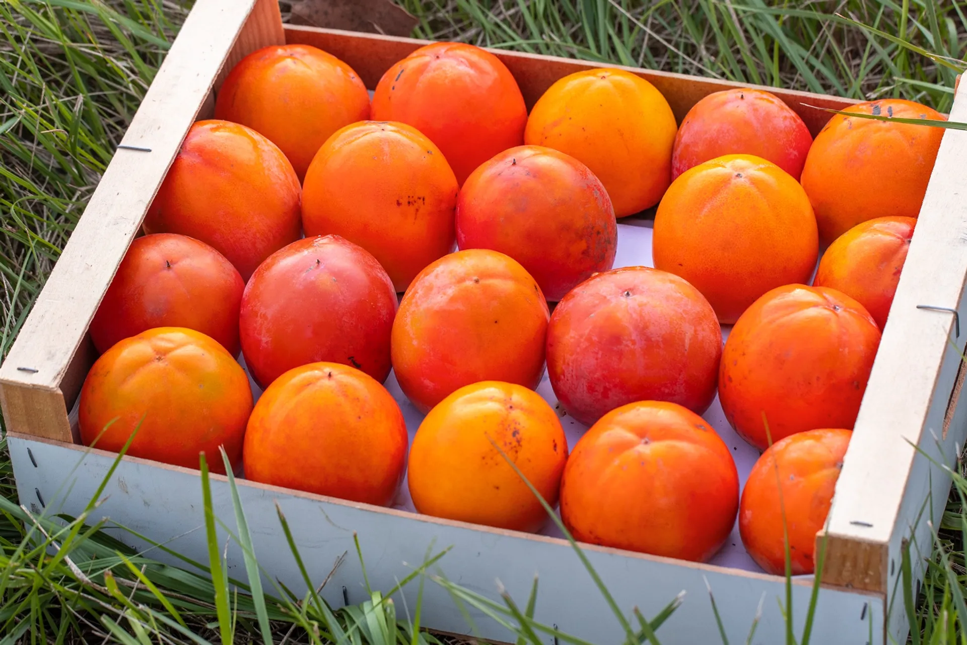 Demeter Organic Persimmons From Huerto De Belda Spain CrowdFarming