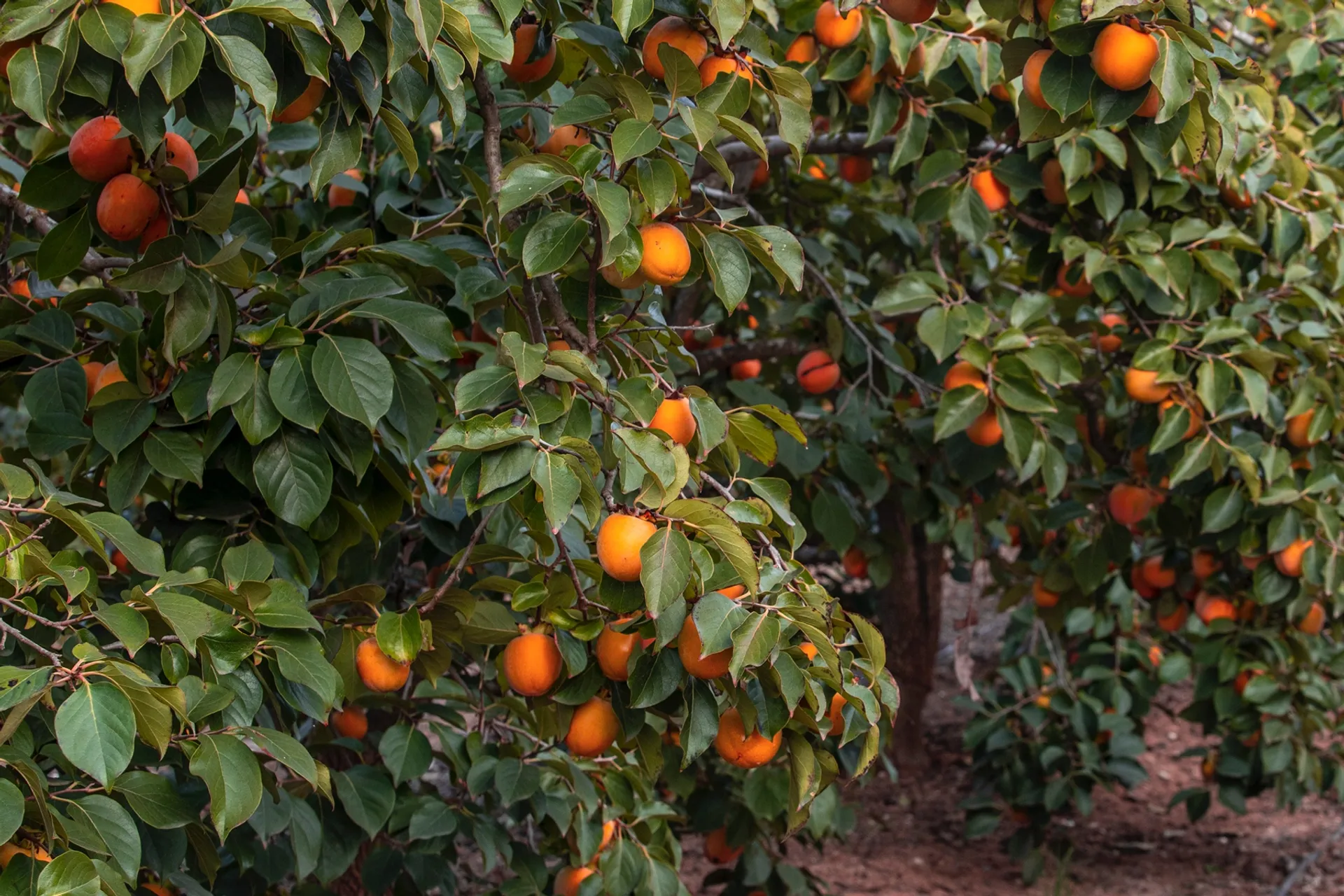Persimmons from Huerto de Belda, Spain | CrowdFarming: farm fresh ...