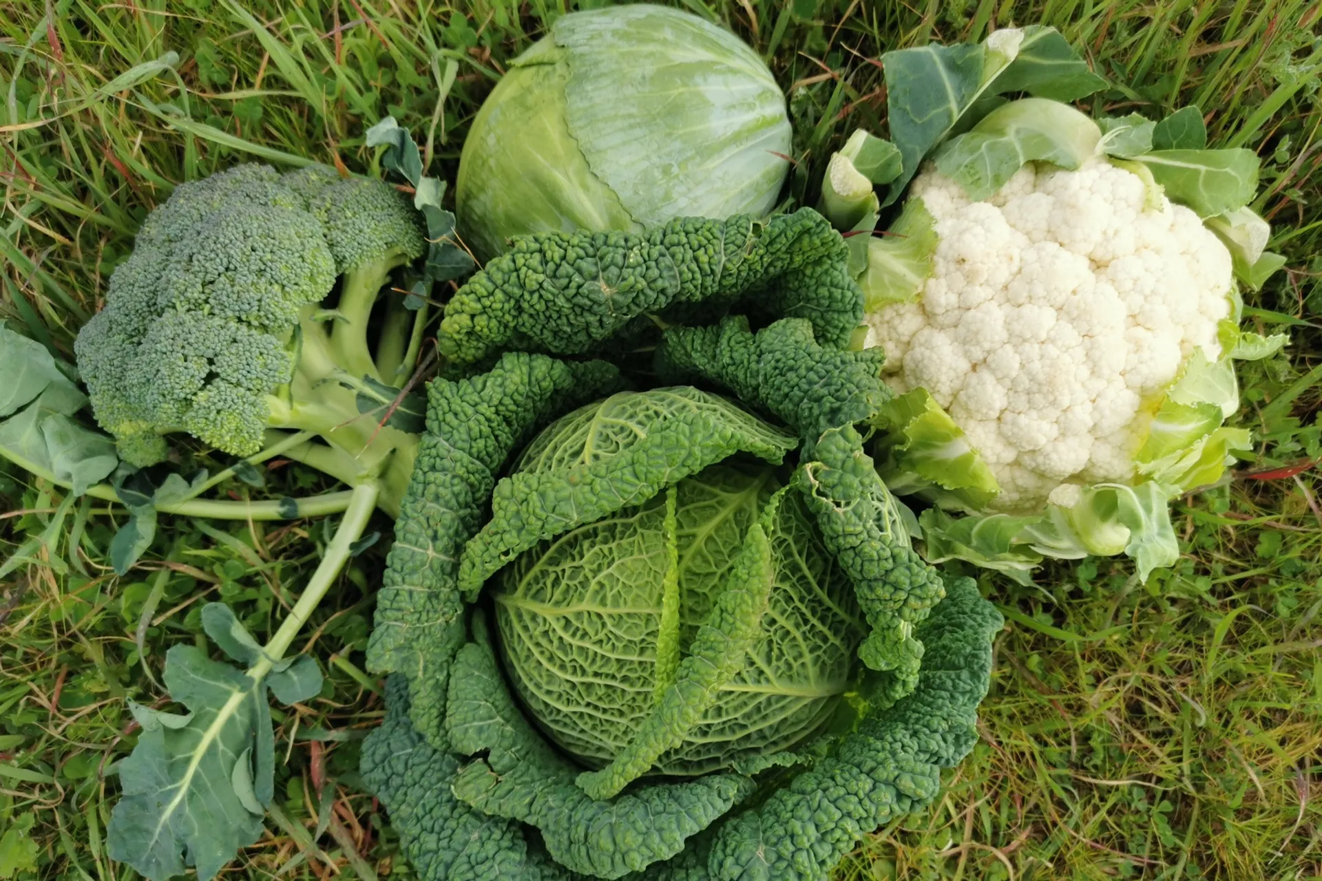 Brocolis, chou-fleurs, choux lisses et choux BIO de La Sallentina ...