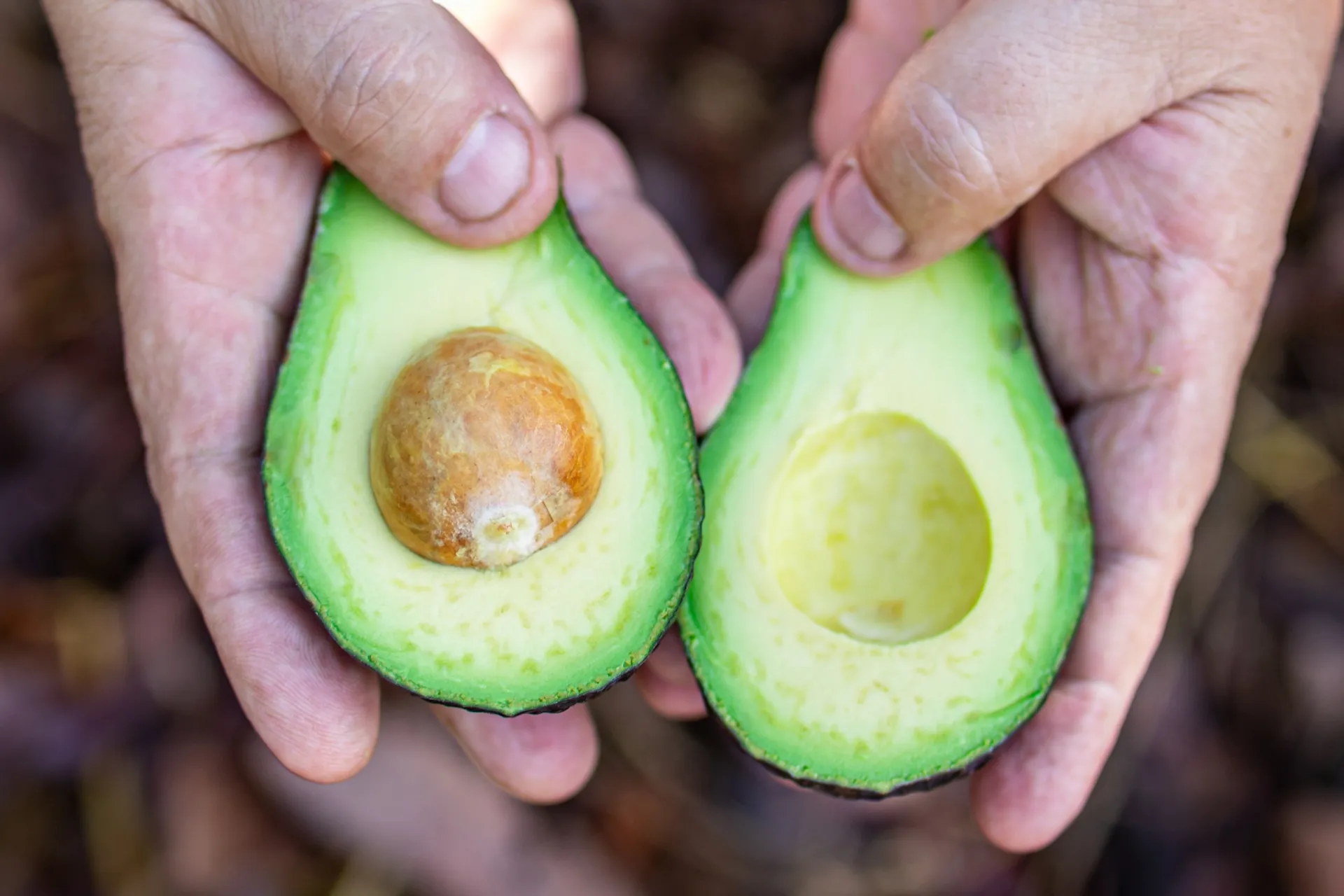 Hass mini avocados from La Reala, Spain | CrowdFarming: farm fresh ...