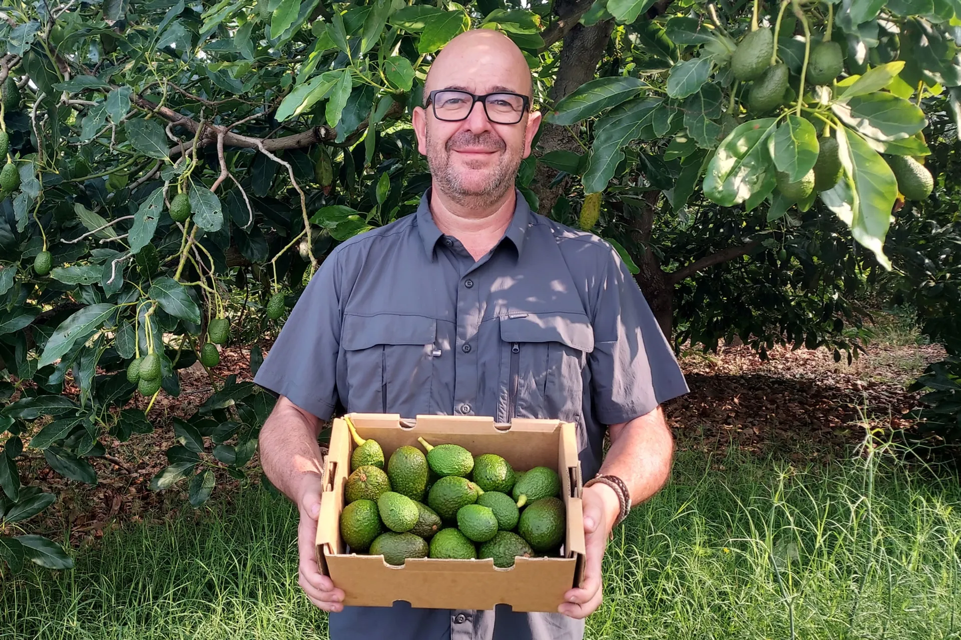 Hass mini avocados from La Reala, Spain | CrowdFarming: farm fresh ...