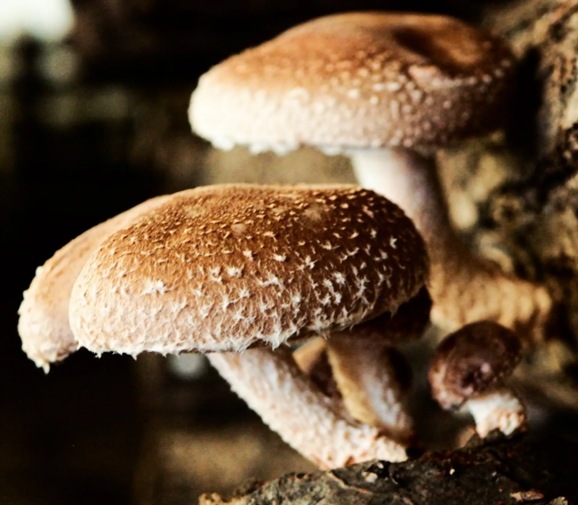 Organic shiitake Christmas box de True Shiitake, República Checa ...