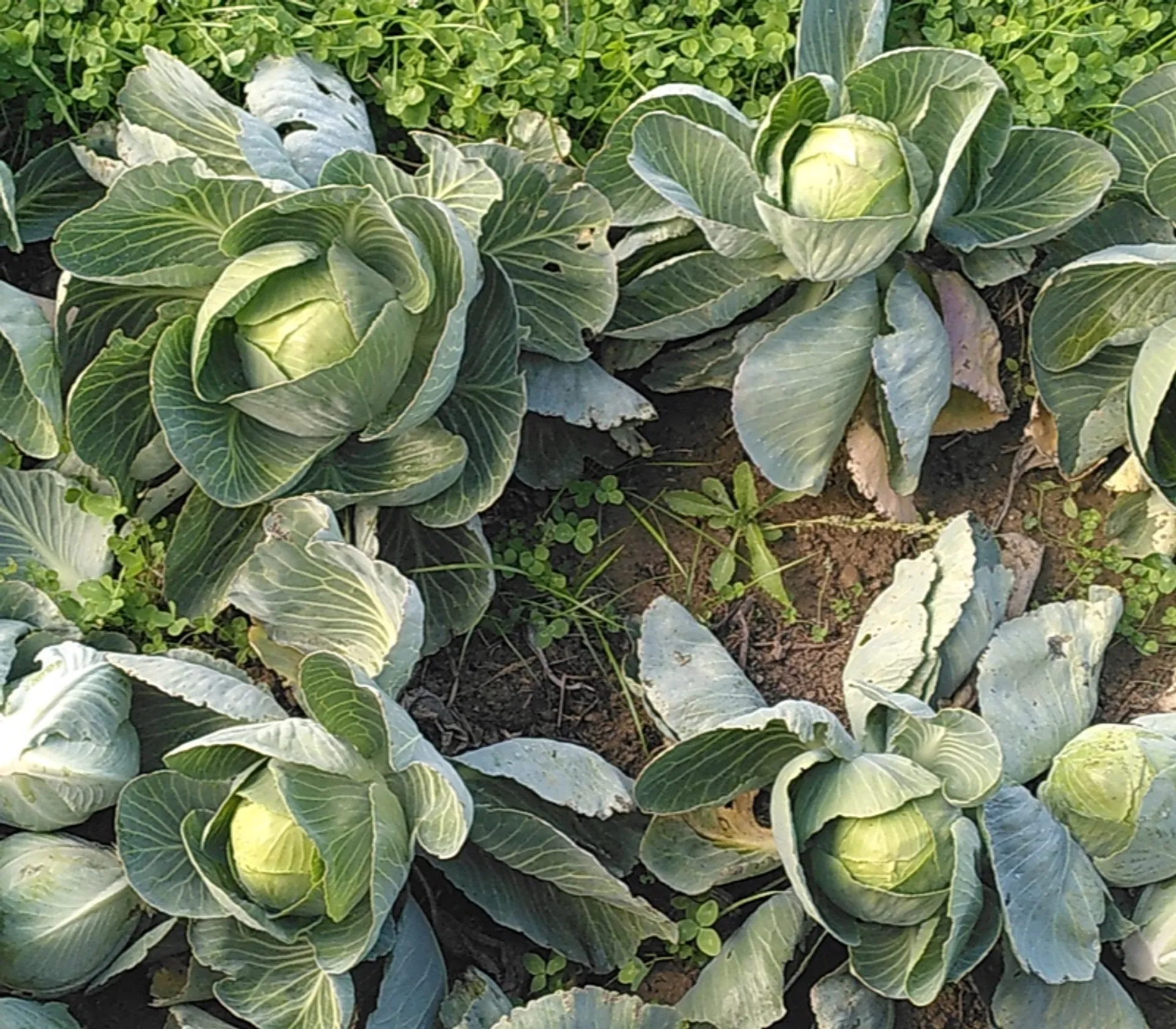 Bioland organic cabbage mix van Hof am Weiher, Duitsland | CrowdFarming ...