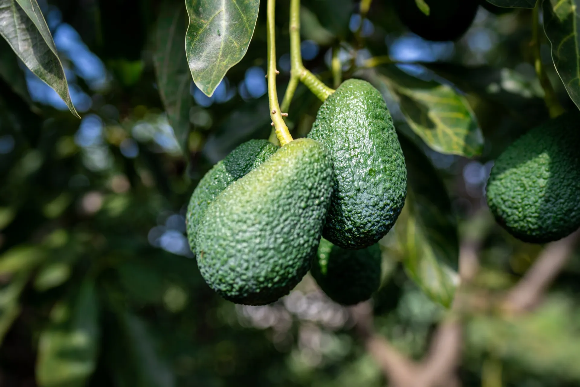 Organic avocados from Hacienda Altos de Cantarriján, Spain ...