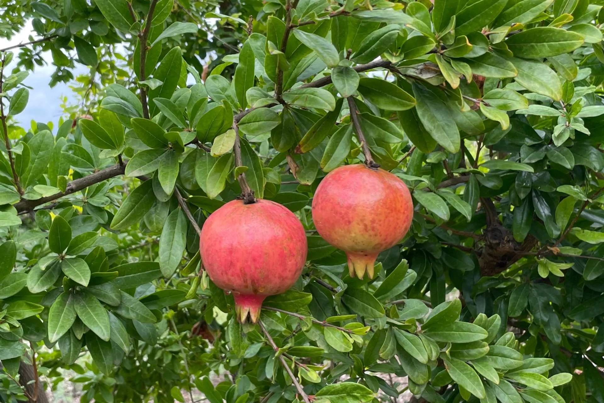 Organic Pomegranate Juice From All Is Good Spain CrowdFarming Farm Organic Pomegranate Juice From All Is Good Spain CrowdFarming Farm
