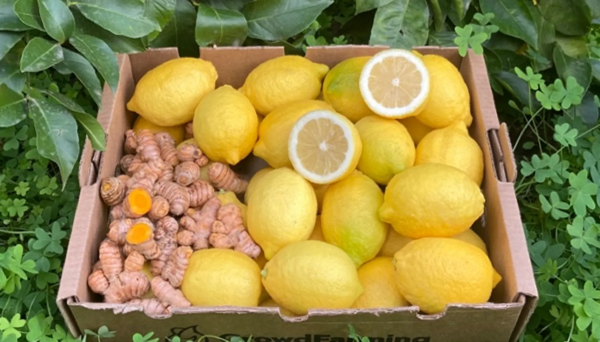 Buy seasonal organic boxes direct from the farmer | CrowdFarming