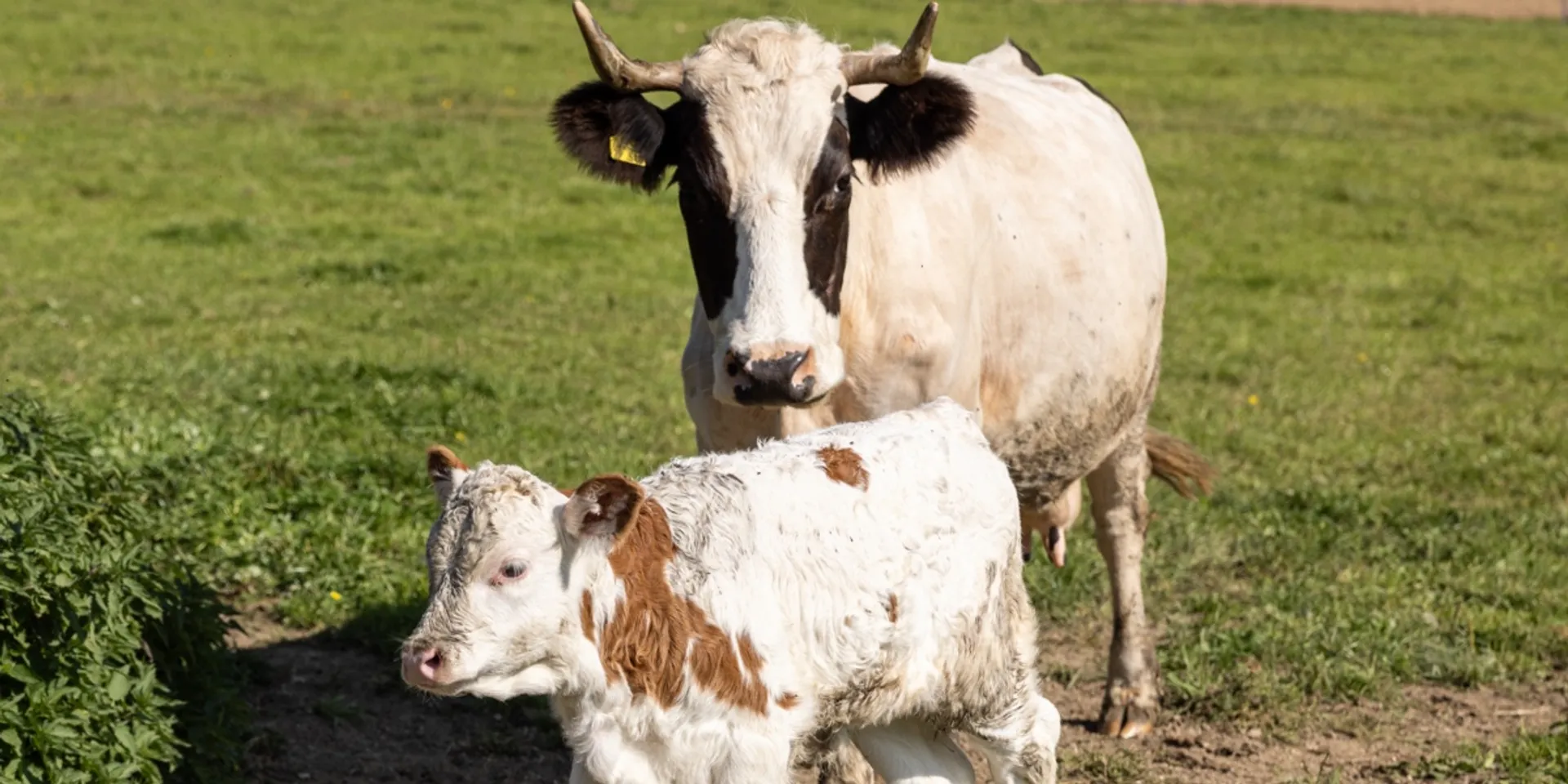 Demeter organic soft cheese de Hofkäserei Hodersberg, Allemagne ...
