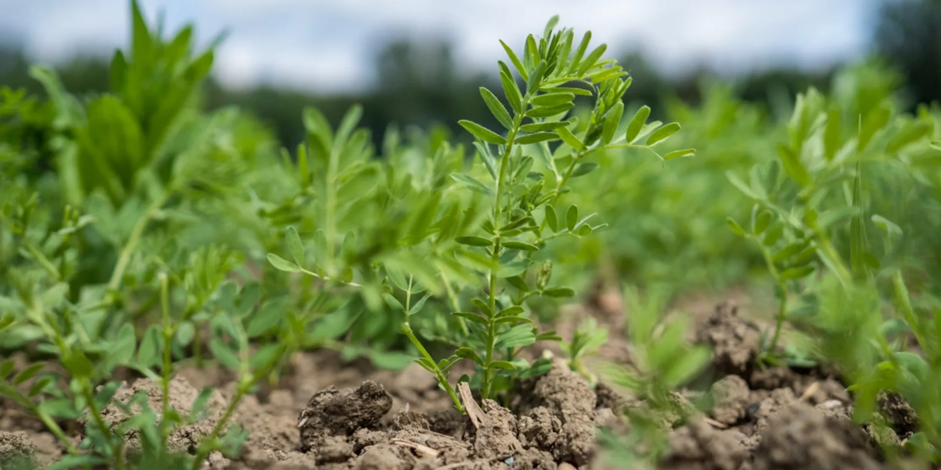 Bioland organic lentils de ackerfrucht & bodenwerk, Alemania ...