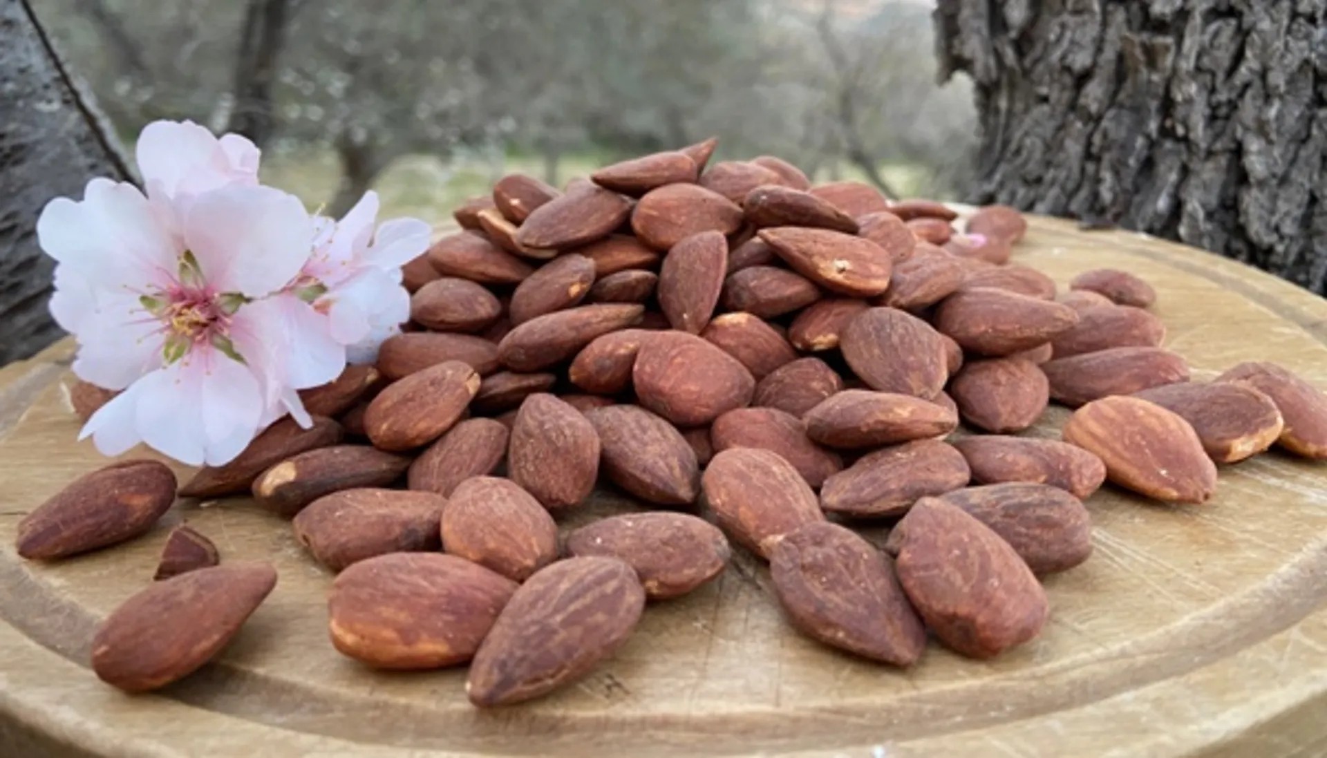 Almonds from Na. Ma. (Natura&Mandorle): adopt a tree | CrowdFarming