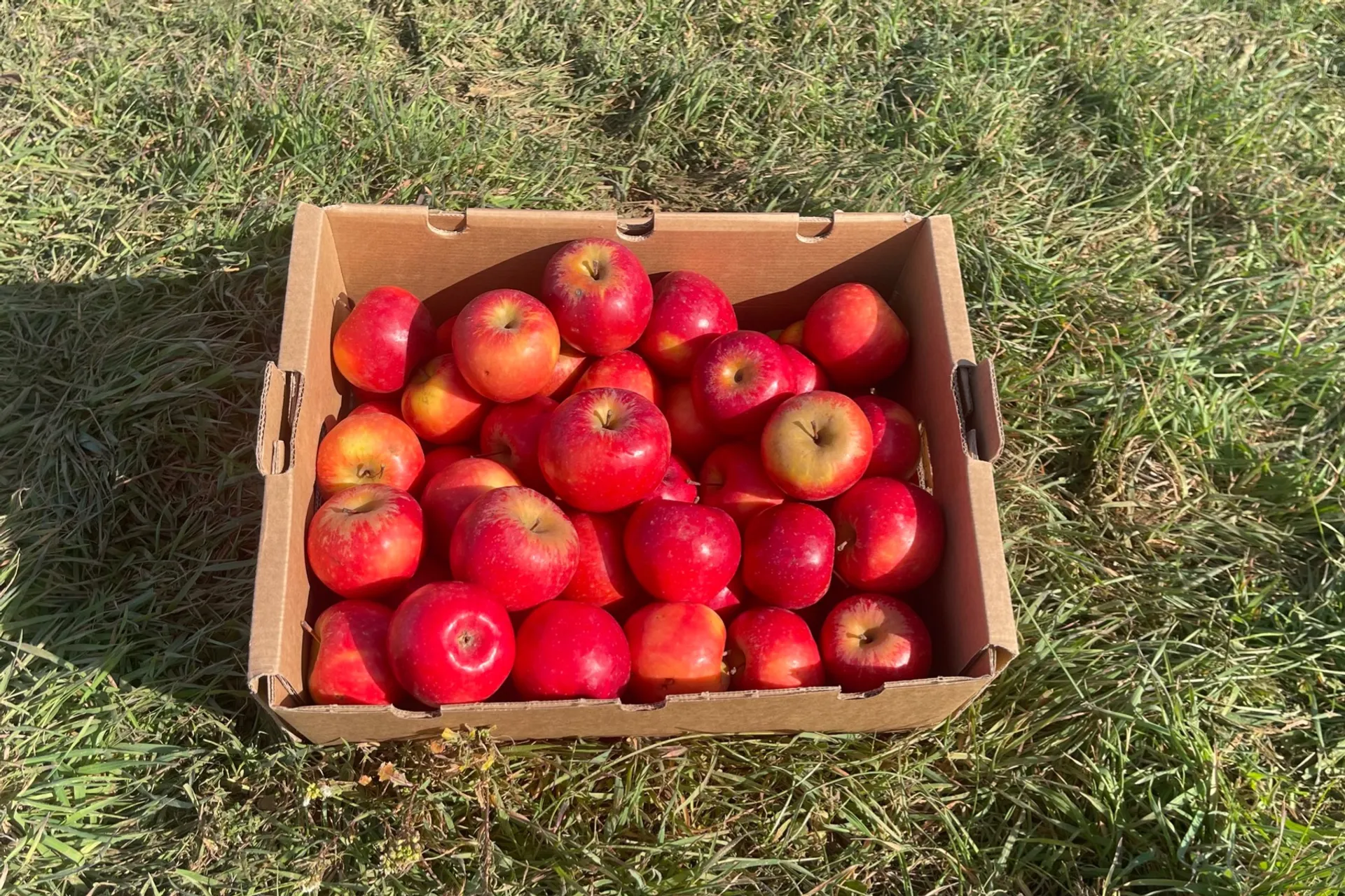 Apples van Terre d'Abondance, Frankrijk | CrowdFarming: groenten en ...