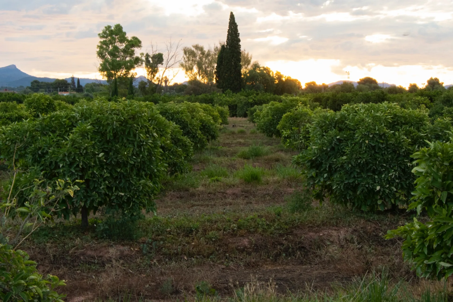 Organic oranges from Unión de Fincas, Spain | CrowdFarming: farm fresh ...