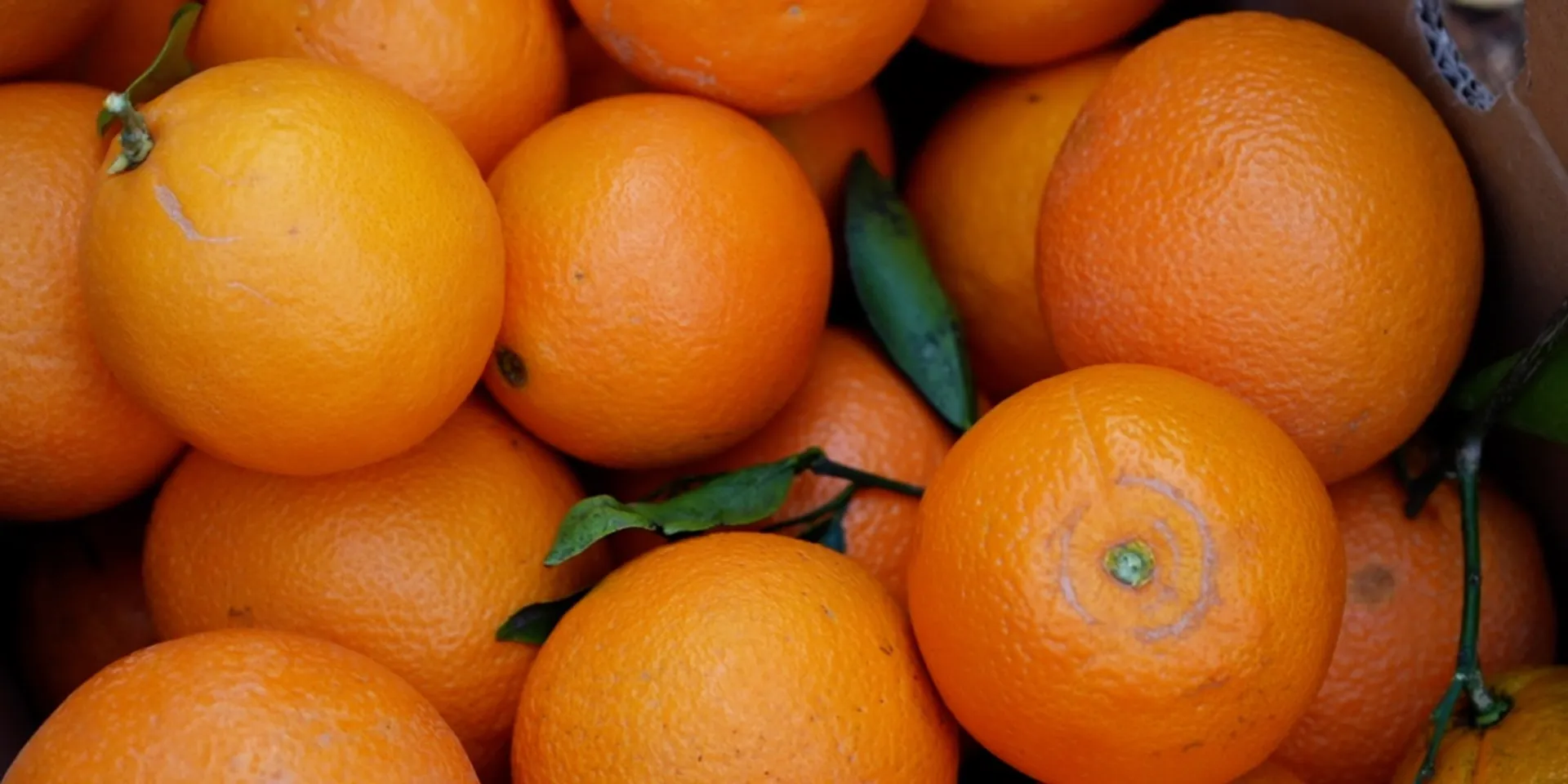 Naranjas de Unión de Fincas, España | CrowdFarming: adopta un naranjo