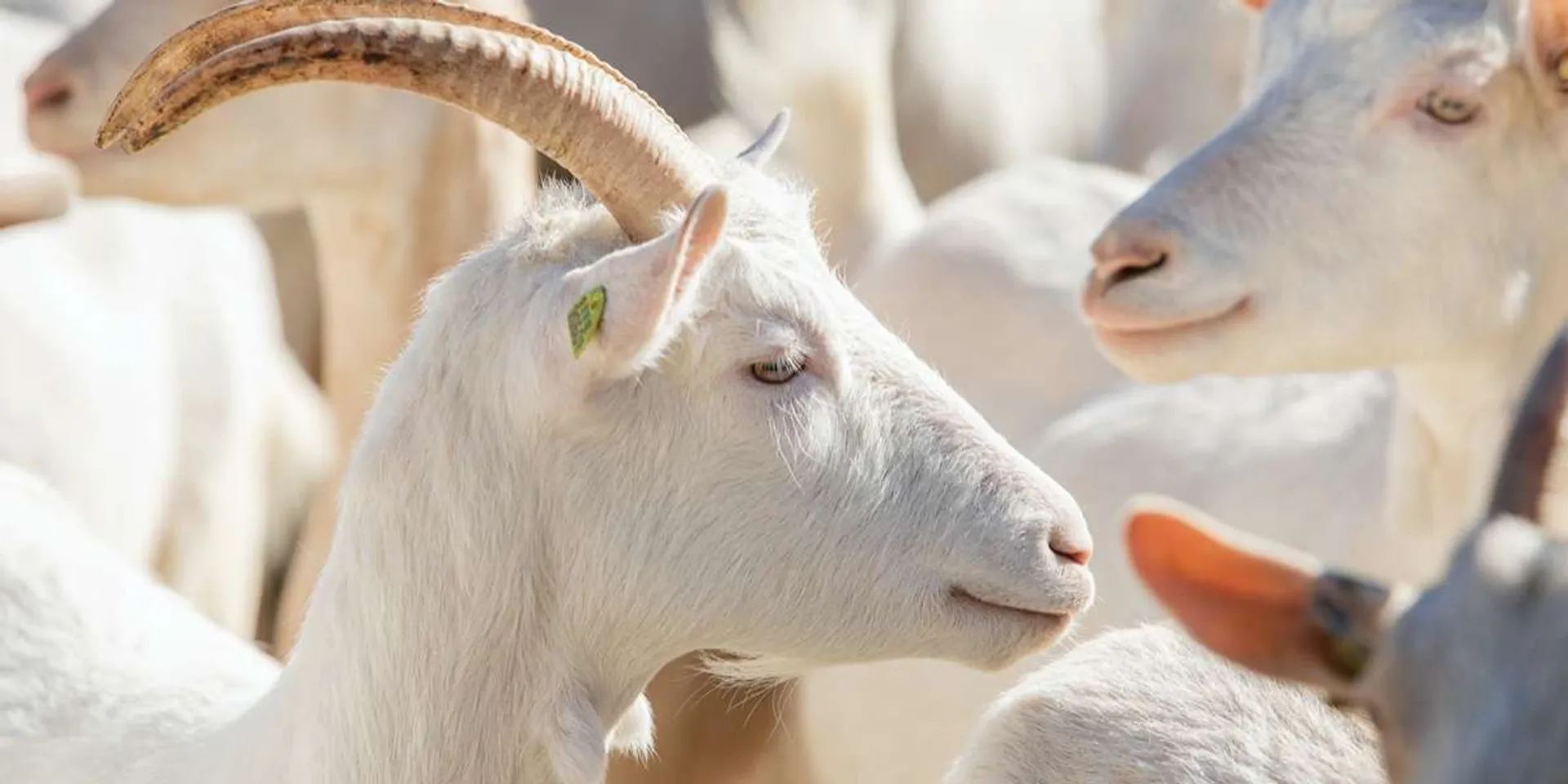 Seasonal goat cheese mix from Vulkanhof, Germany | CrowdFarming: adopt ...