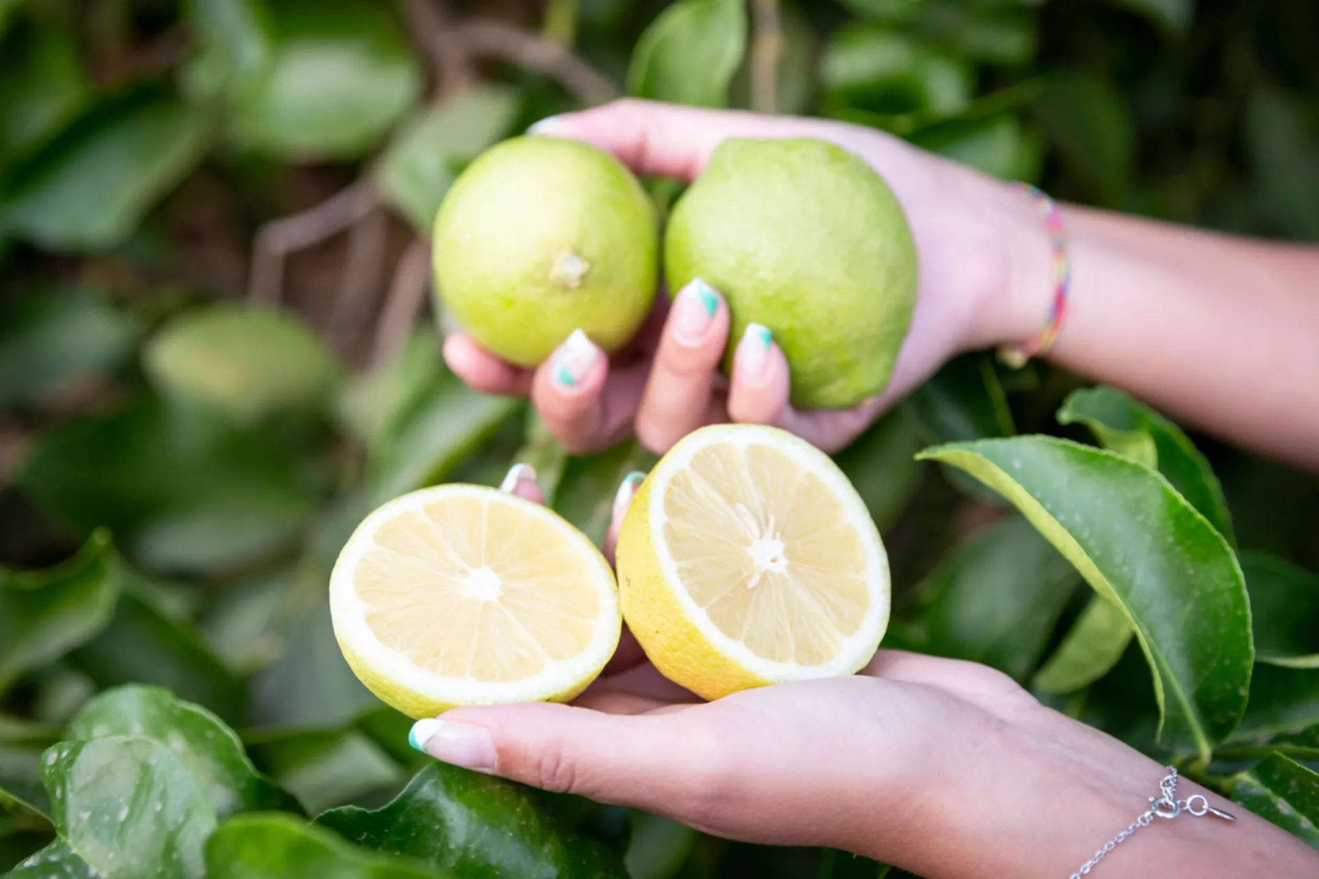 Lemons from Finca Familia Aguilar, Spain | CrowdFarming: farm fresh ...