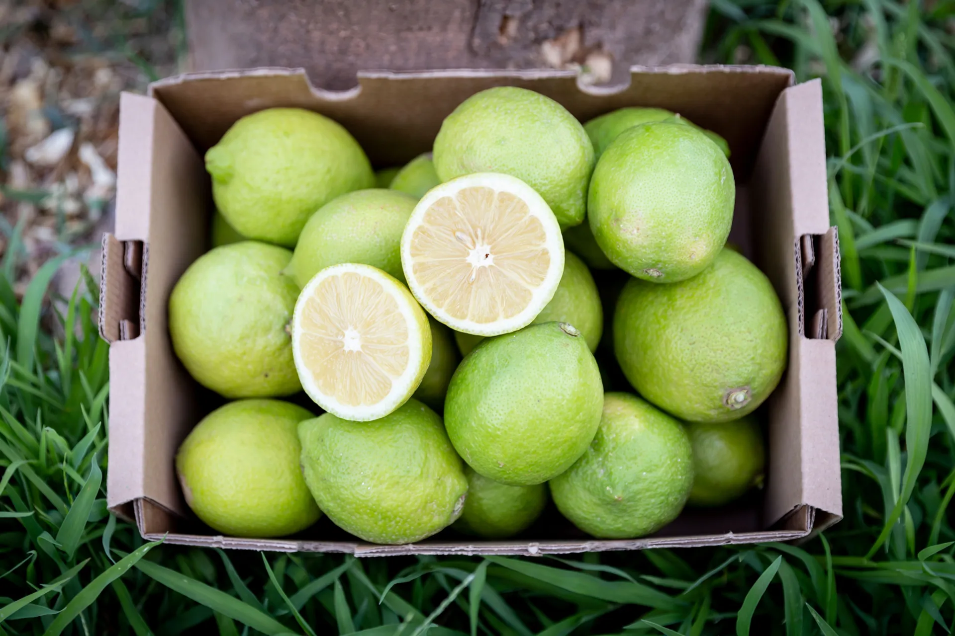 Lemons from Finca Familia Aguilar, Spain | CrowdFarming: farm fresh ...