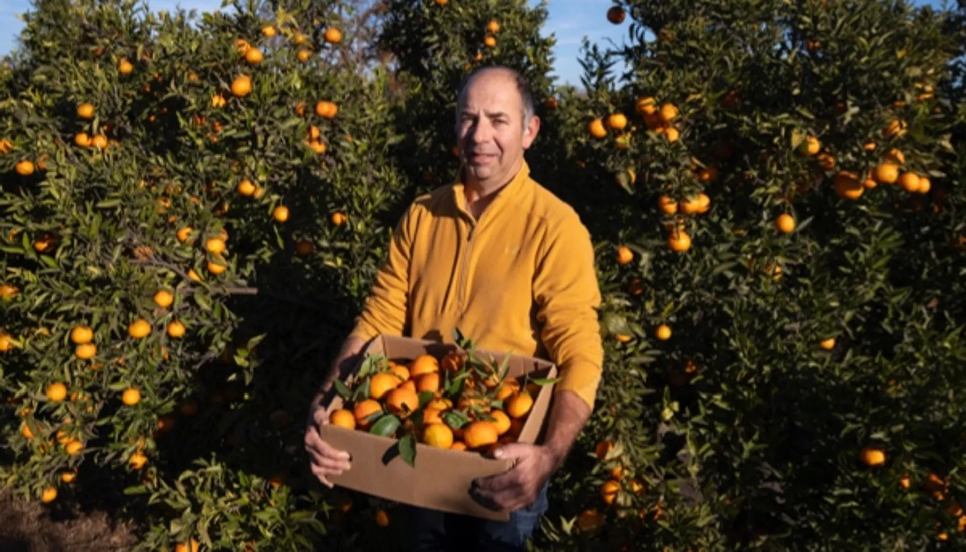 Adopt a tree from a farmer | CrowdFarming