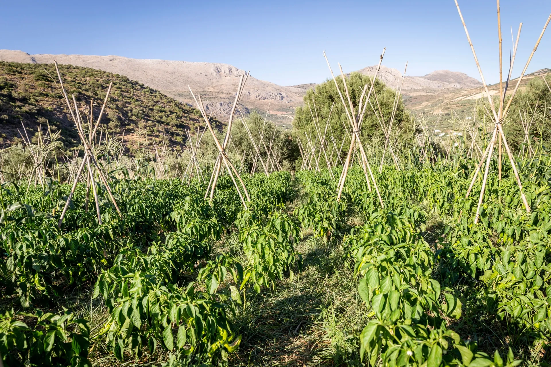 Veggie box from El Bosque del Batán, Spain|CrowdFarming: fresh food ...