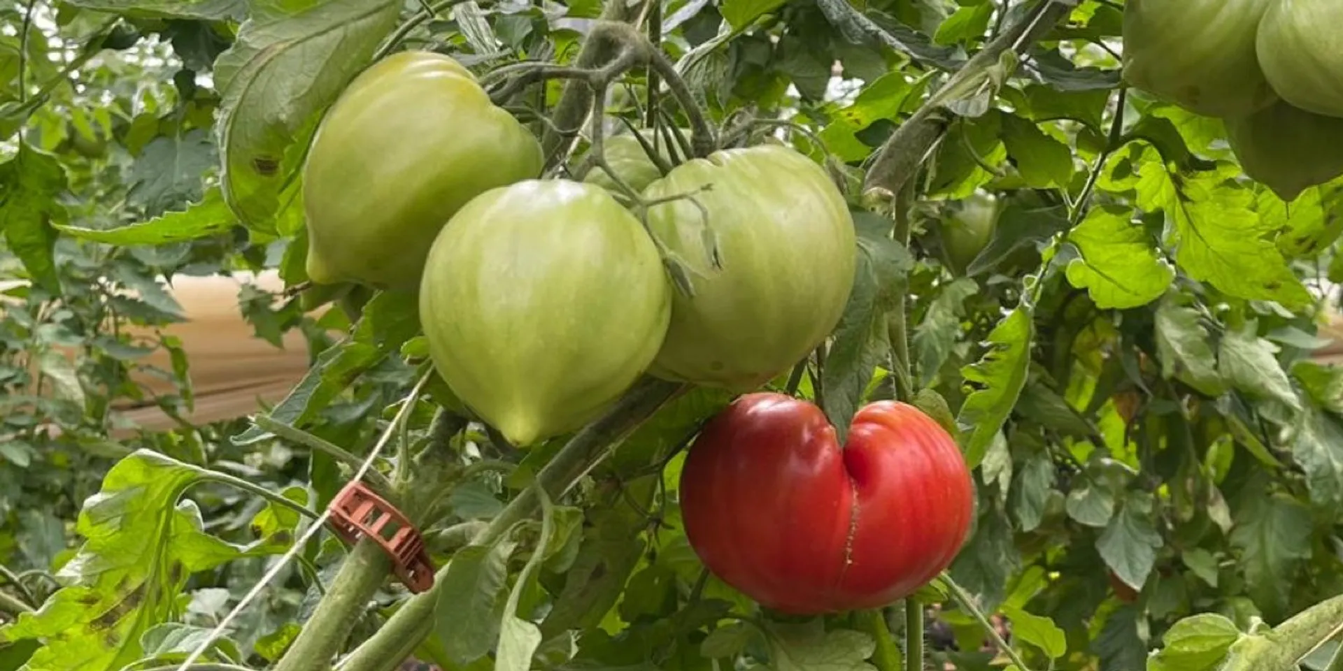 Heirloom tomatoes di Soleil Sud Bio, Francia | CrowdFarming: adotta a ...