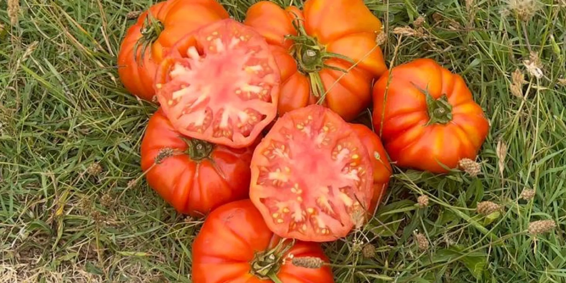 Heirloom tomatoes di Soleil Sud Bio, Francia | CrowdFarming: adotta a ...