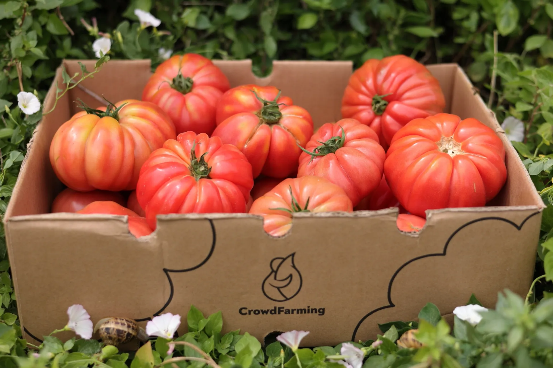 Tomates rosas de Falces de Loregar, España | CrowdFarming: fruta y ...