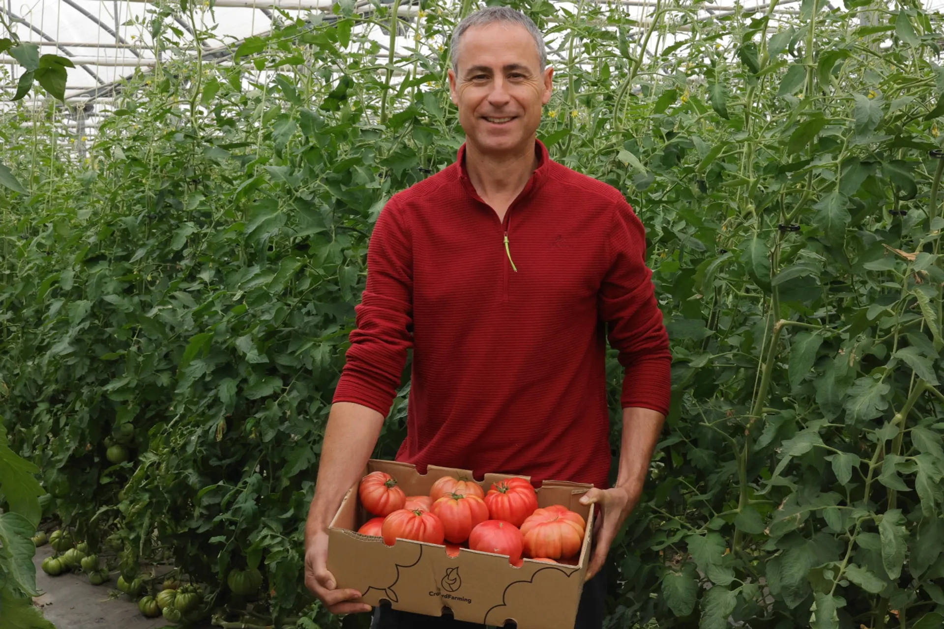 Tomates rosas de Falces de Loregar, España | CrowdFarming: fruta y ...