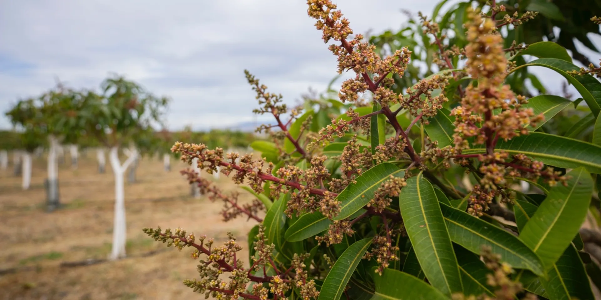 Mango's van Alhambra Tropical, Spanje | CrowdFarming: adopteer een ...