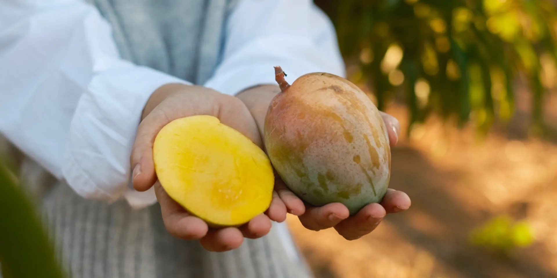 Mango's van Alhambra Tropical, Spanje | CrowdFarming: adopteer een ...