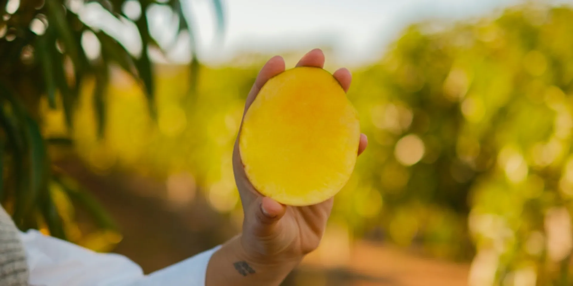 Keitt Mango's van Alhambra Tropical, Spanje | CrowdFarming: adopteer ...