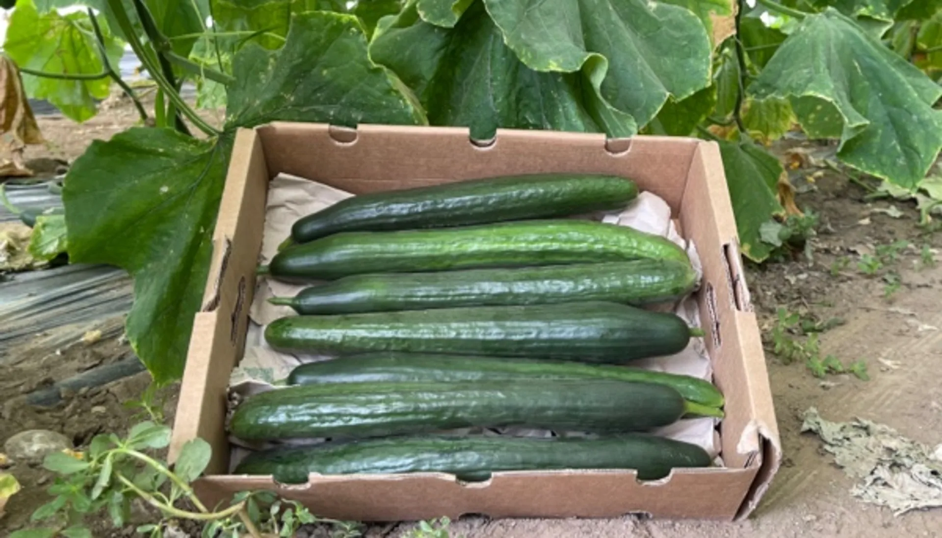 Organic Cucumbers from Soleil Sud Bio | CrowdFarming