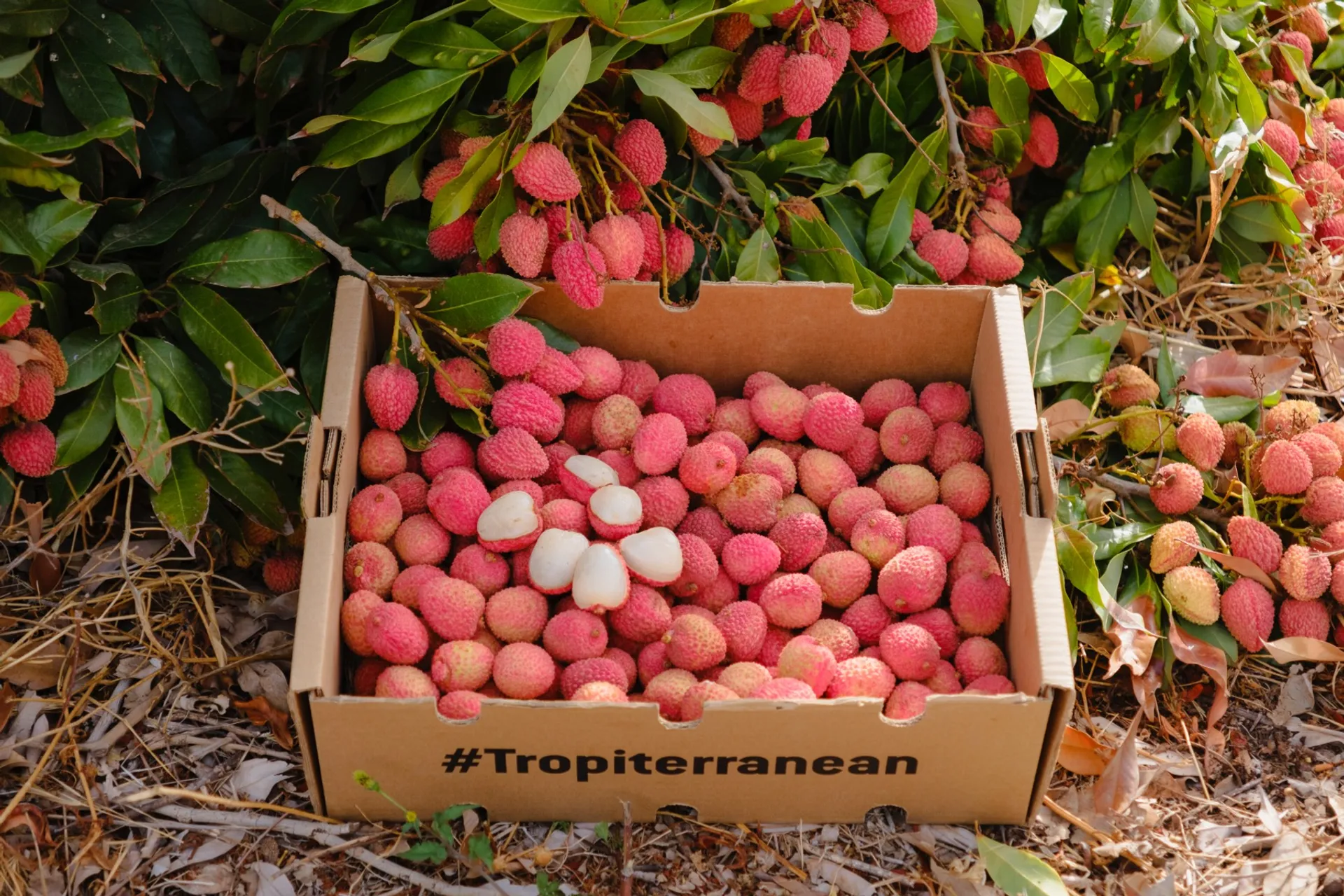 Lychee from Rancho Oriental, Spain | CrowdFarming: farm fresh fruits ...
