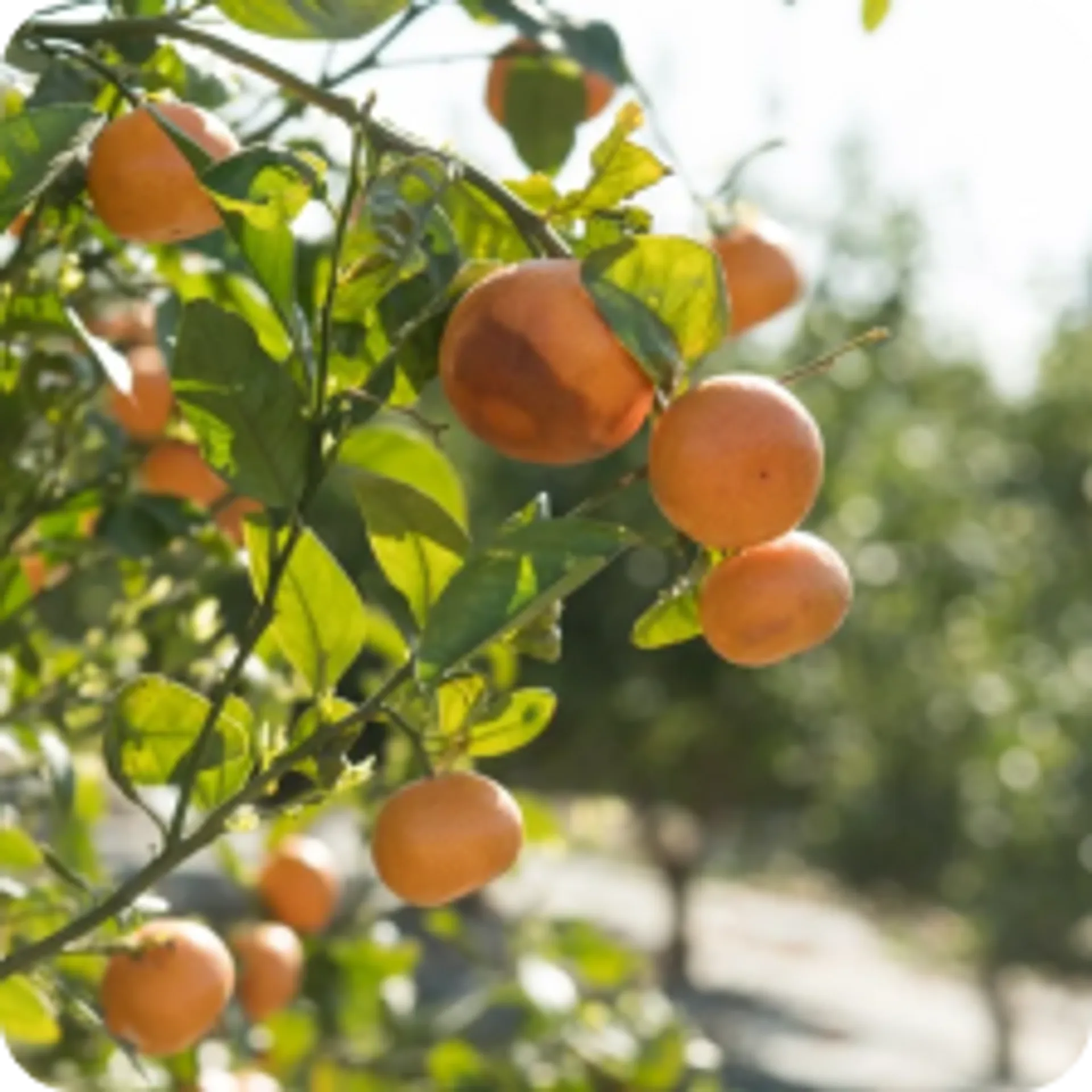 Adoptiere einen Baum, ein Feld, ein Tier, erhalte Ernte | CrowdFarming