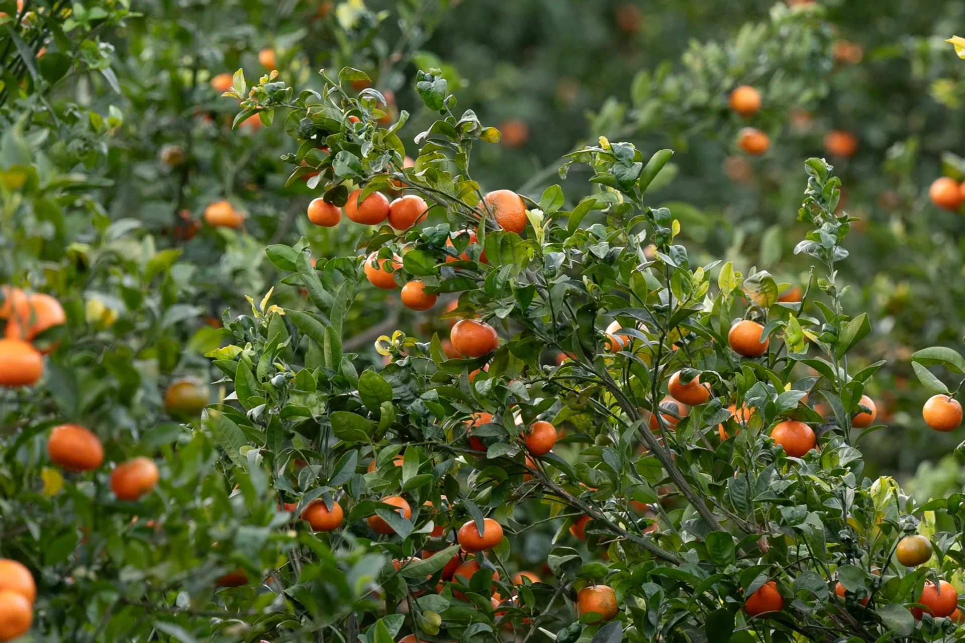 Clementines from Barranc de Llop, Spain | CrowdFarming: farm fresh ...